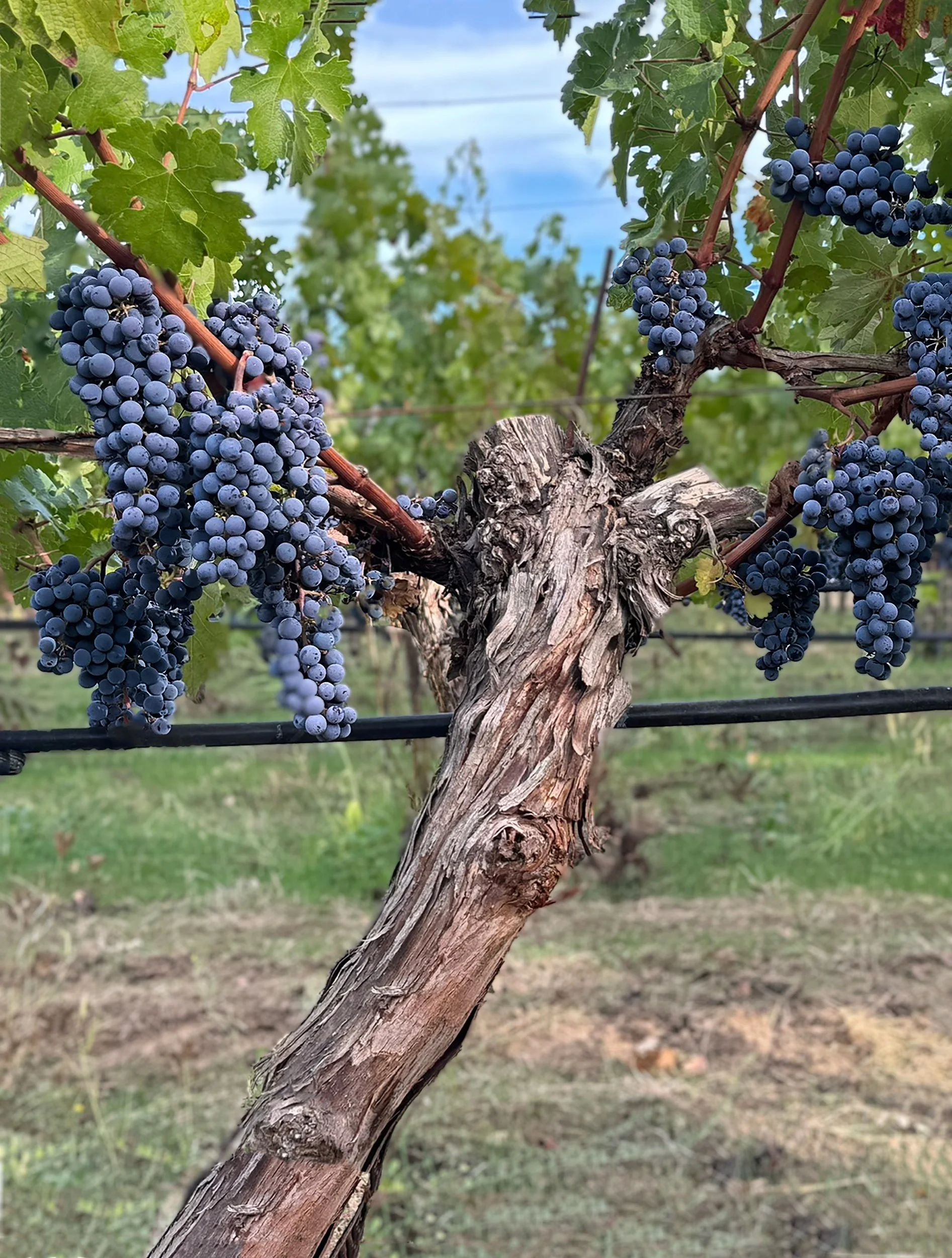 Shop — Wine Grapes Direct
