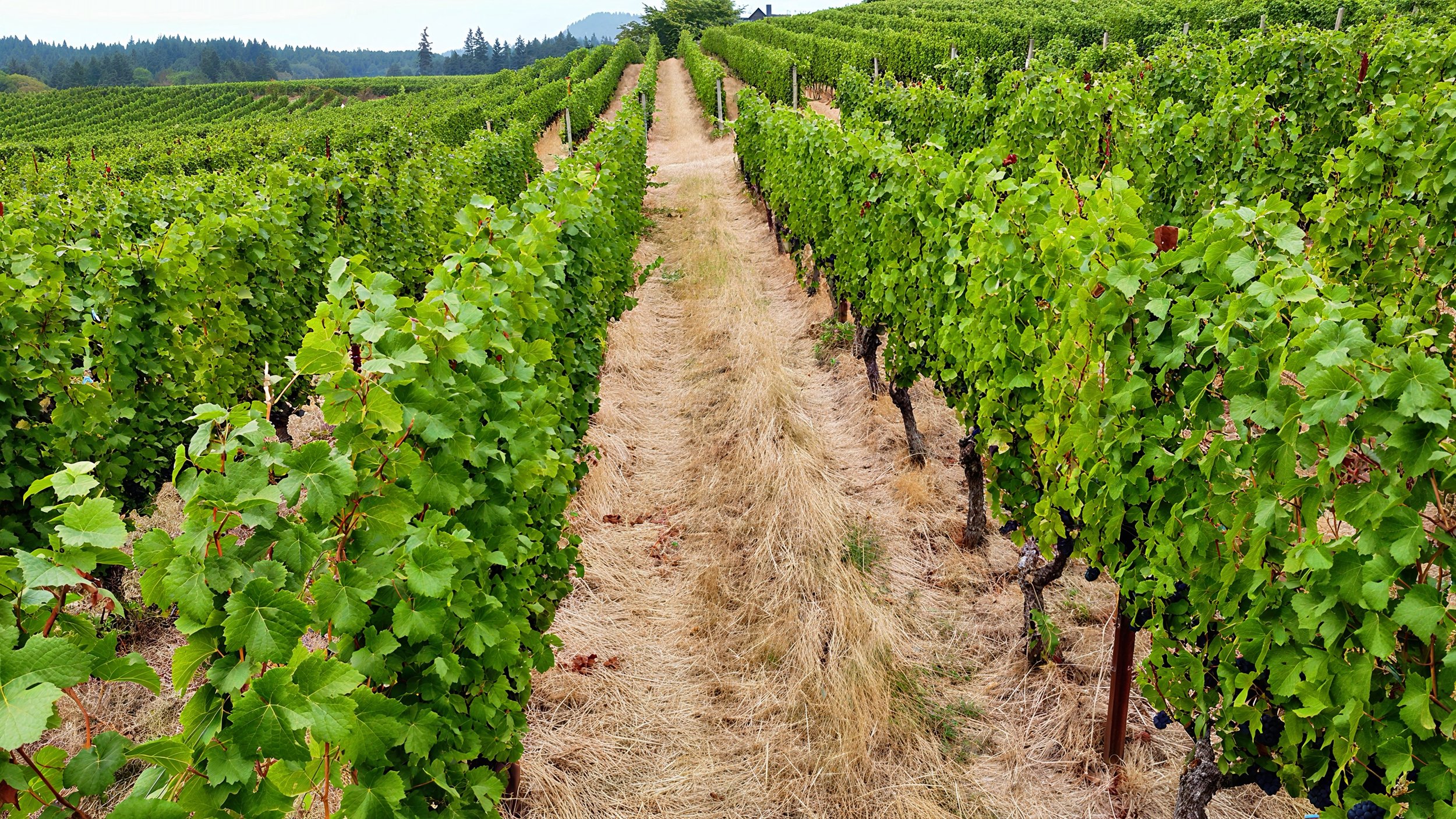 Shop — Wine Grapes Direct