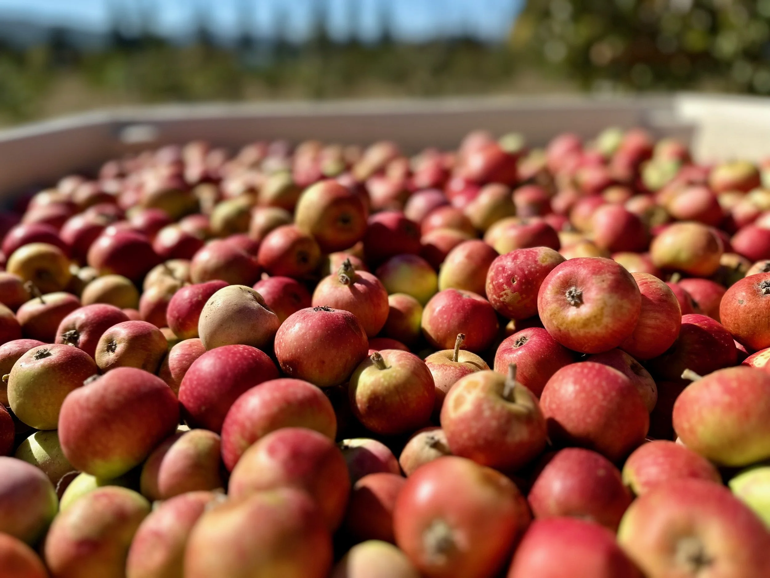 Shop — Wine Grapes Direct