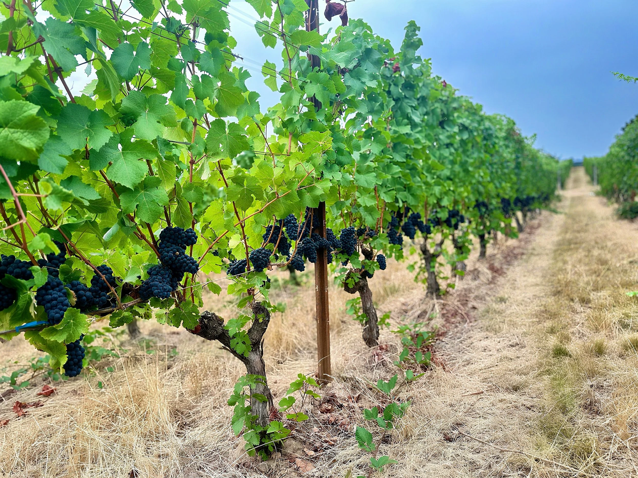 Shop — Wine Grapes Direct