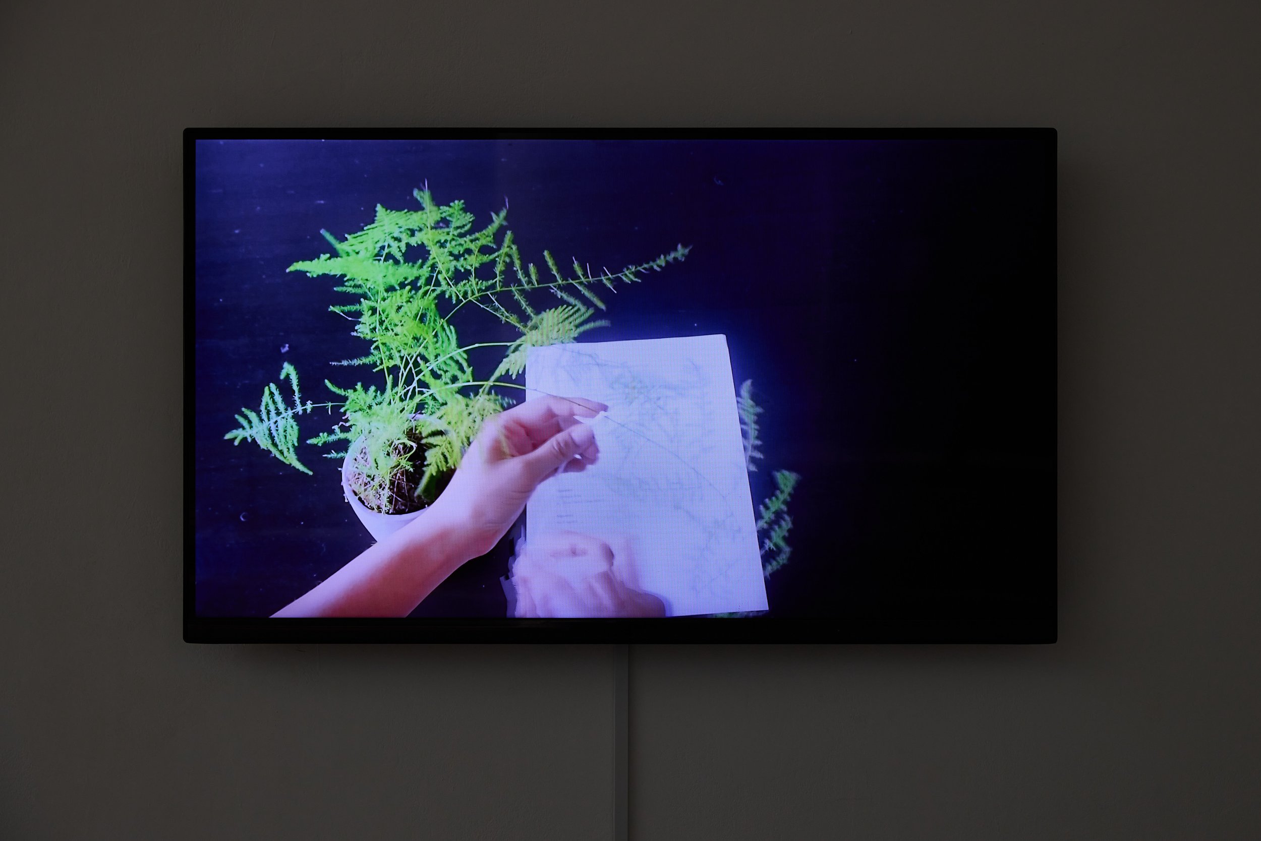 Plant consent — Isa Pengskul