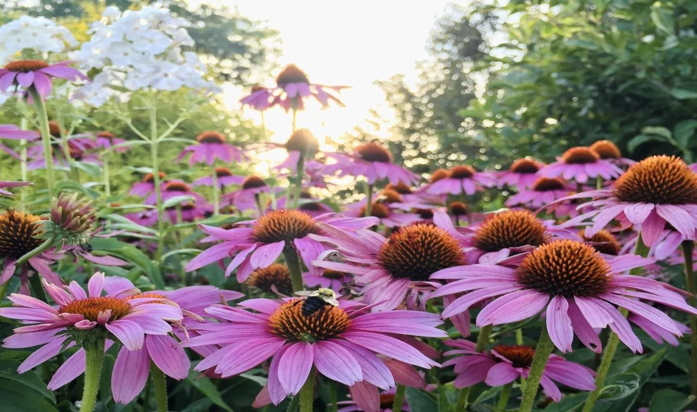 12 Types of Adaptive Drought Tolerant Plants and their Innate and ...