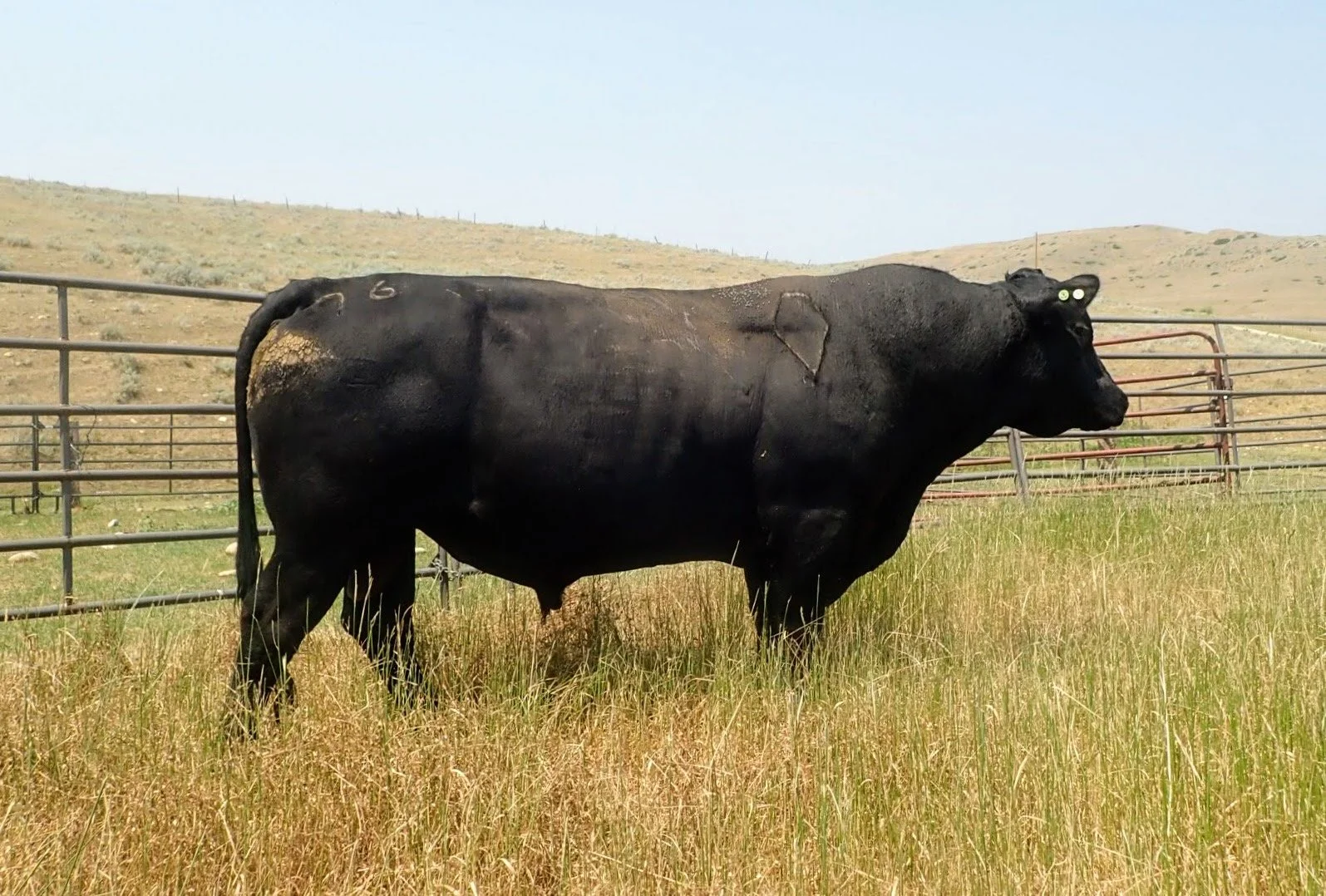 Herd Sires — Loyning Angus