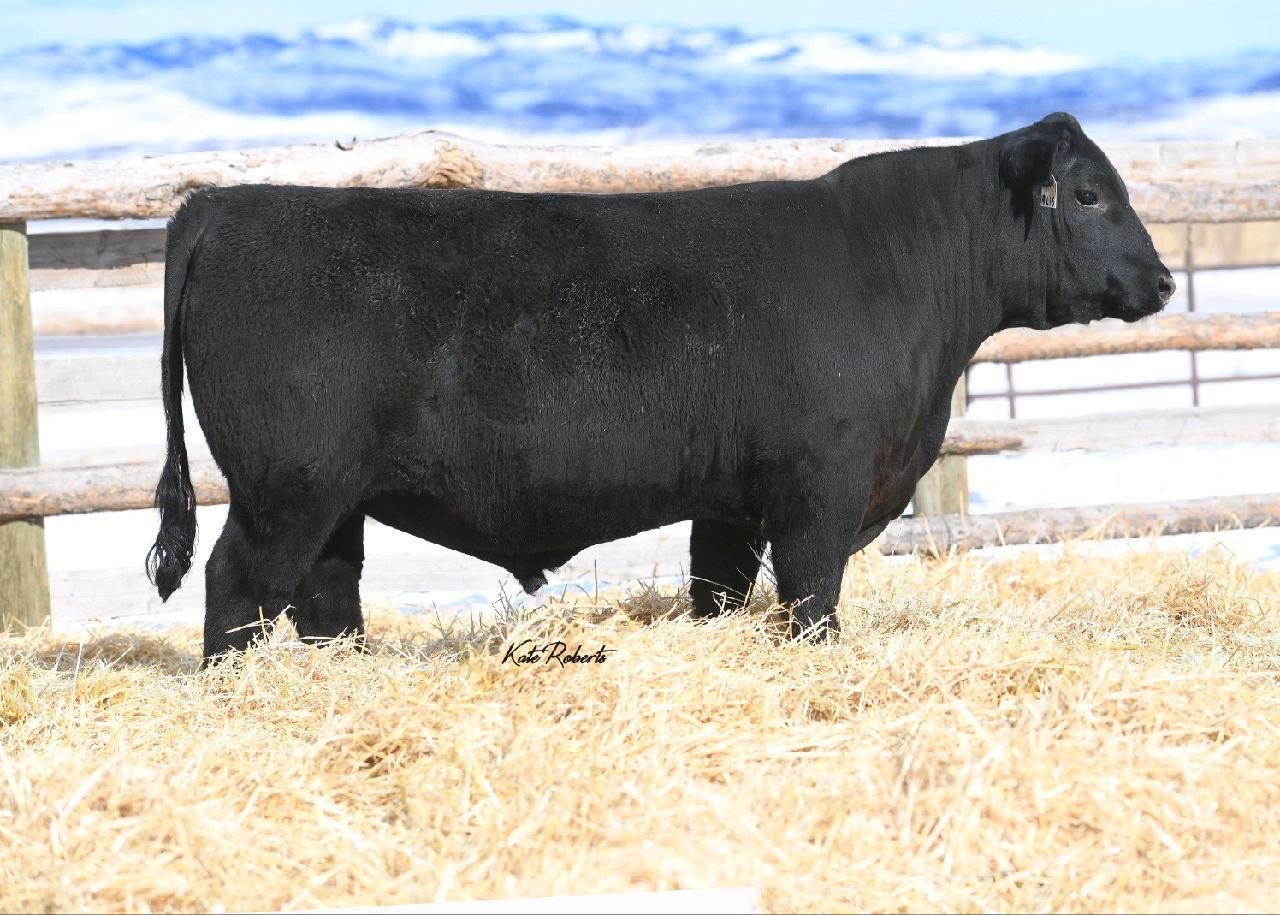 Herd Sires — Loyning Angus