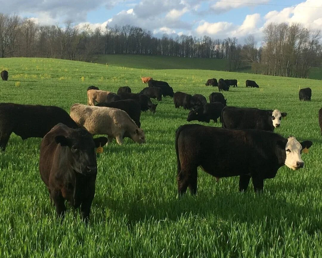 Our Products — Old Rich Valley Farm