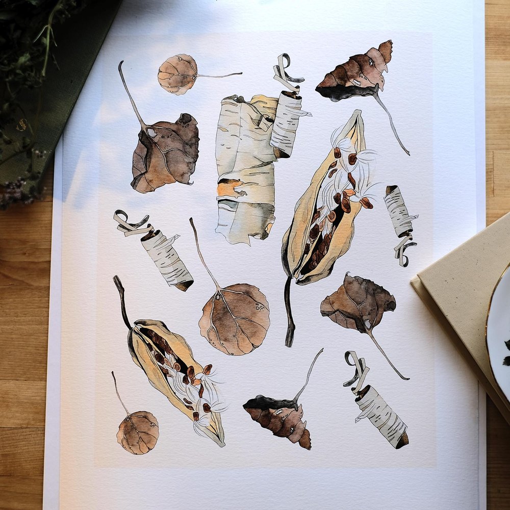 Milkweed Pods Drawings