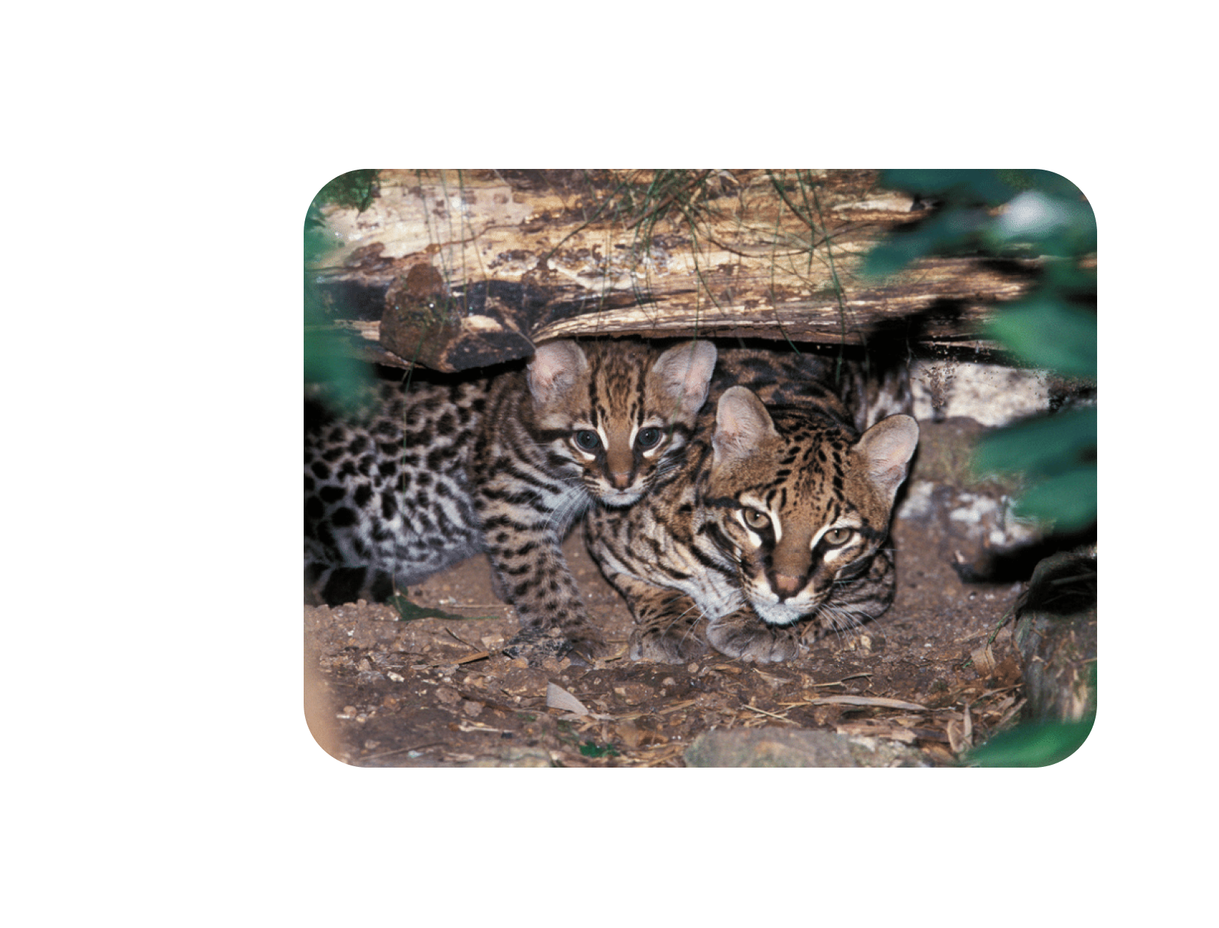 Grade 7 - Science Curriculum Texas — Green Ninja