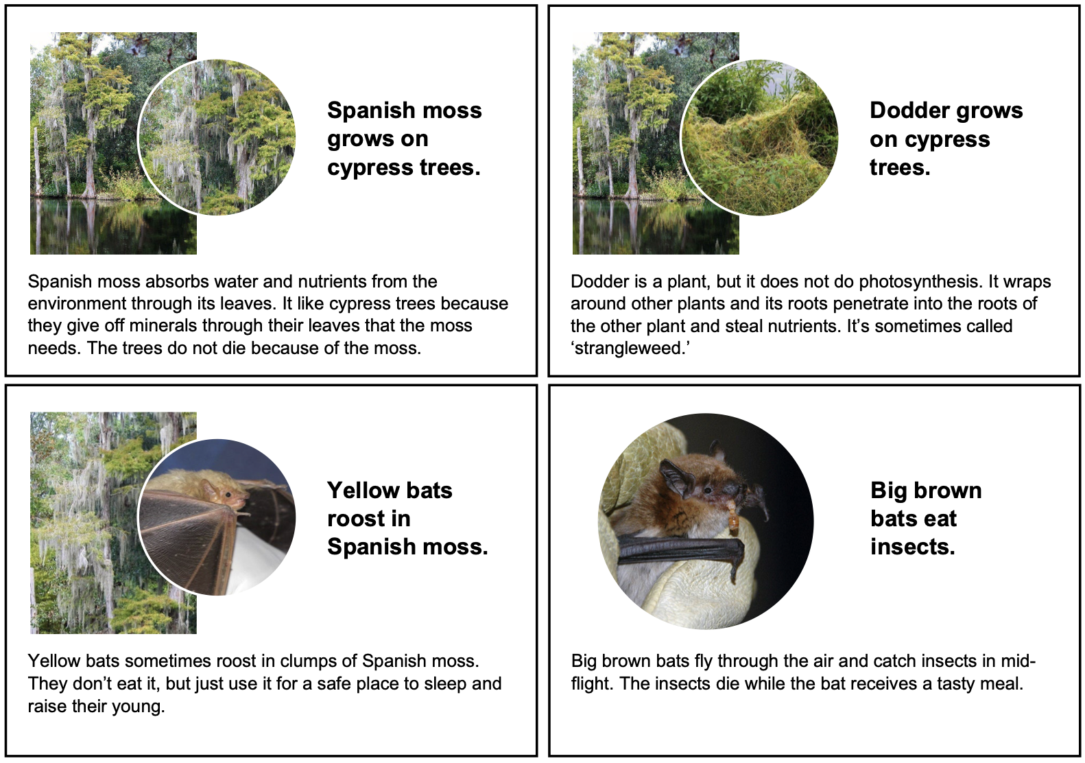 What Makes the New Science TEKS Different? — Green Ninja
