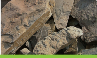 Evolution of Life - Grade 8 Science Unit — Green Ninja