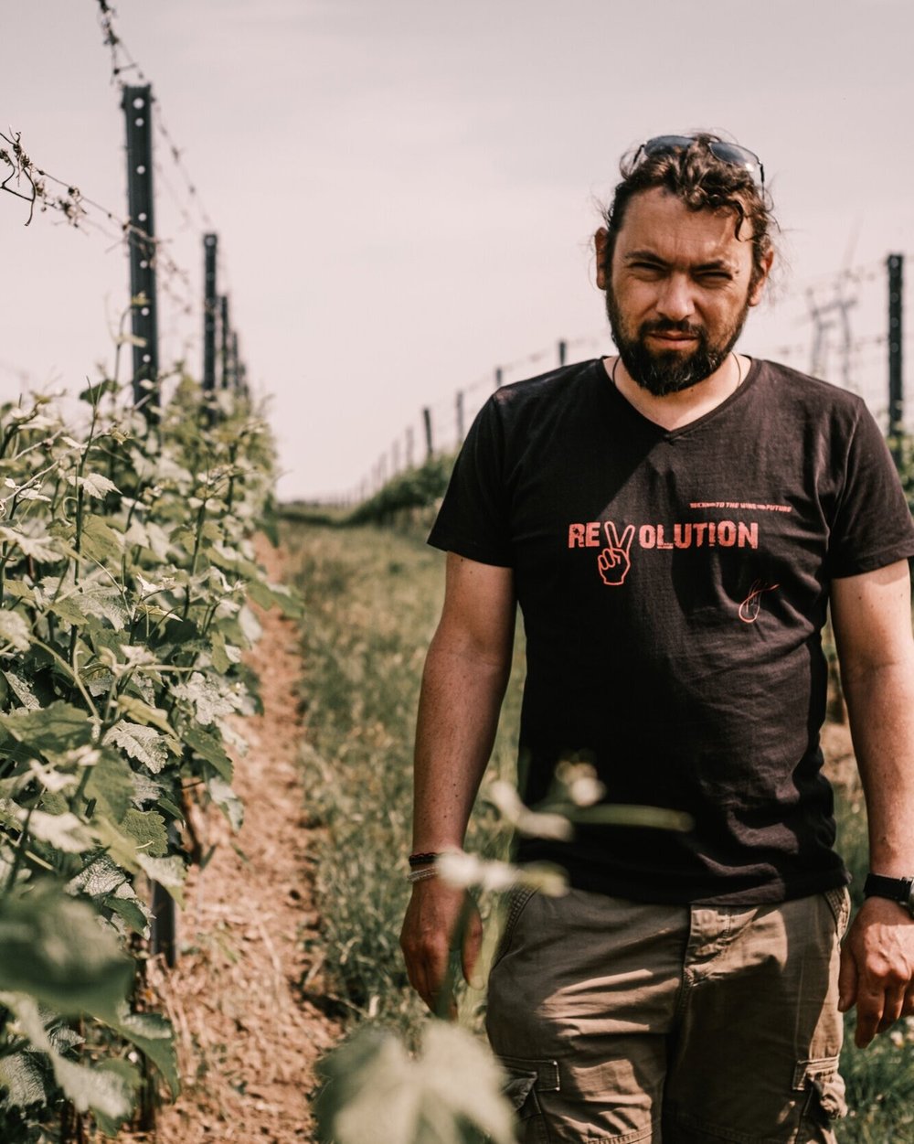 Johannes Zillinger | Weinviertel, Austria — ROLAND WINES