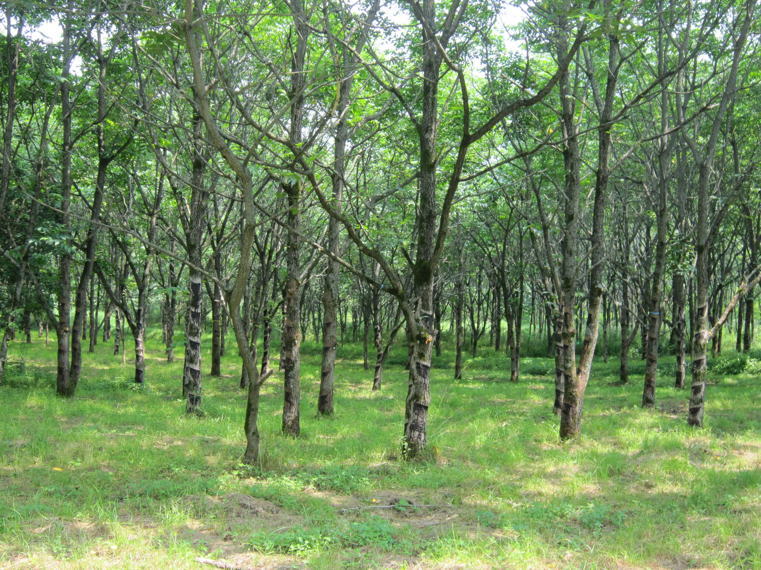 Urushi — 漆 Suzanne Ross URUSHI