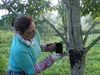 Urushi Trees — 漆 Suzanne Ross URUSHI