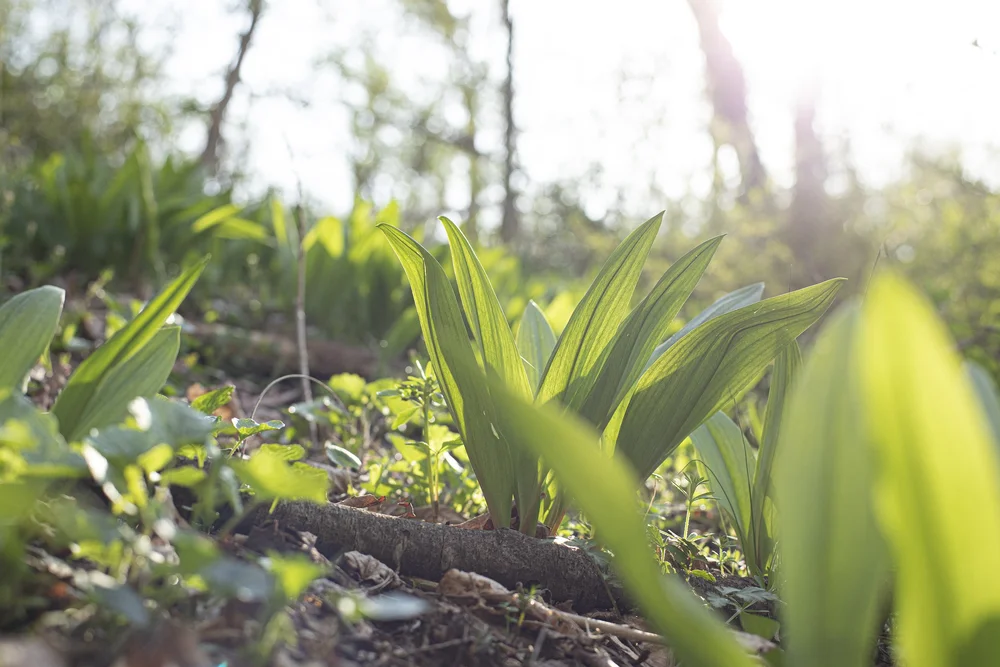 Pan Fried Stinging Nettle Gnocchi with Ramp Leaf Cream — SAUCE SANDWICH