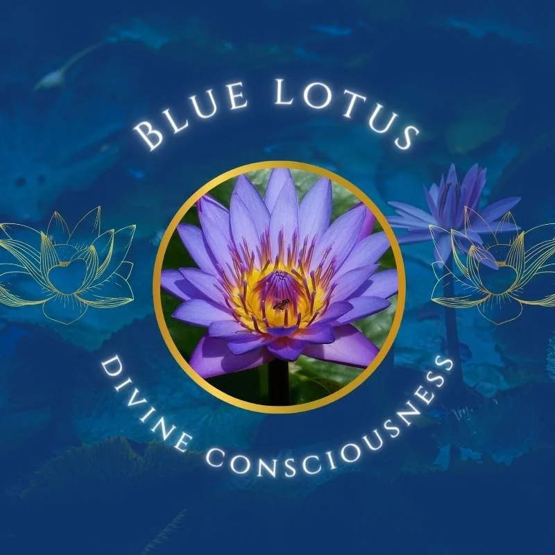 What Is The Meaning Of A Blue Lotus Flower | Best Flower Site
