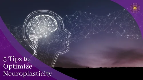 5 Tips To Optimize Neuroplasticity The Soul Institute