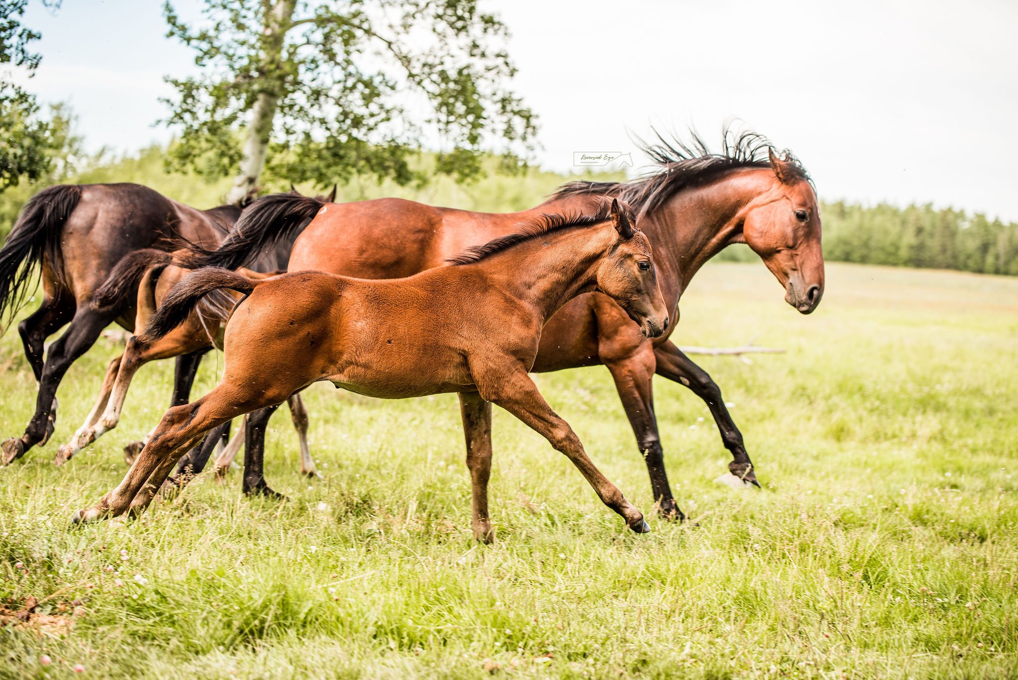 Blog of the Calgary Equine Photographer - Reversed Eye Photography ...