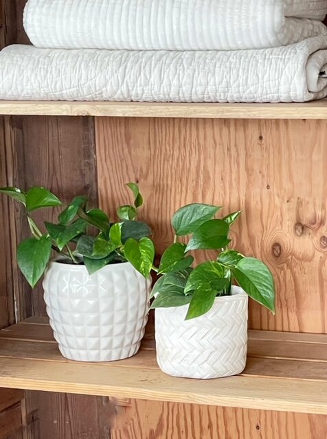 Decorating With Indoor Plants — Interior Redoux