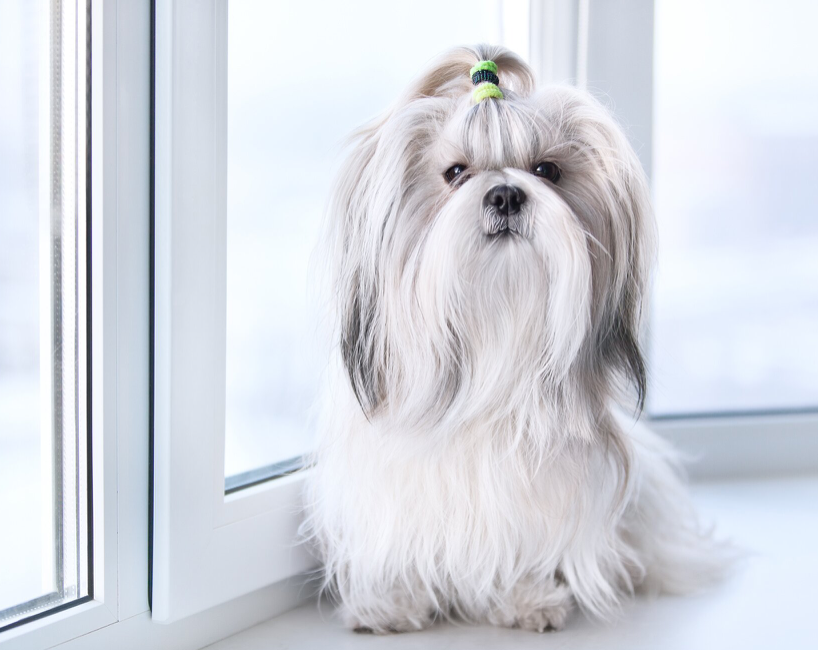The Most Popular Dog Breed in Every State of the U.S. — Madison Yauger