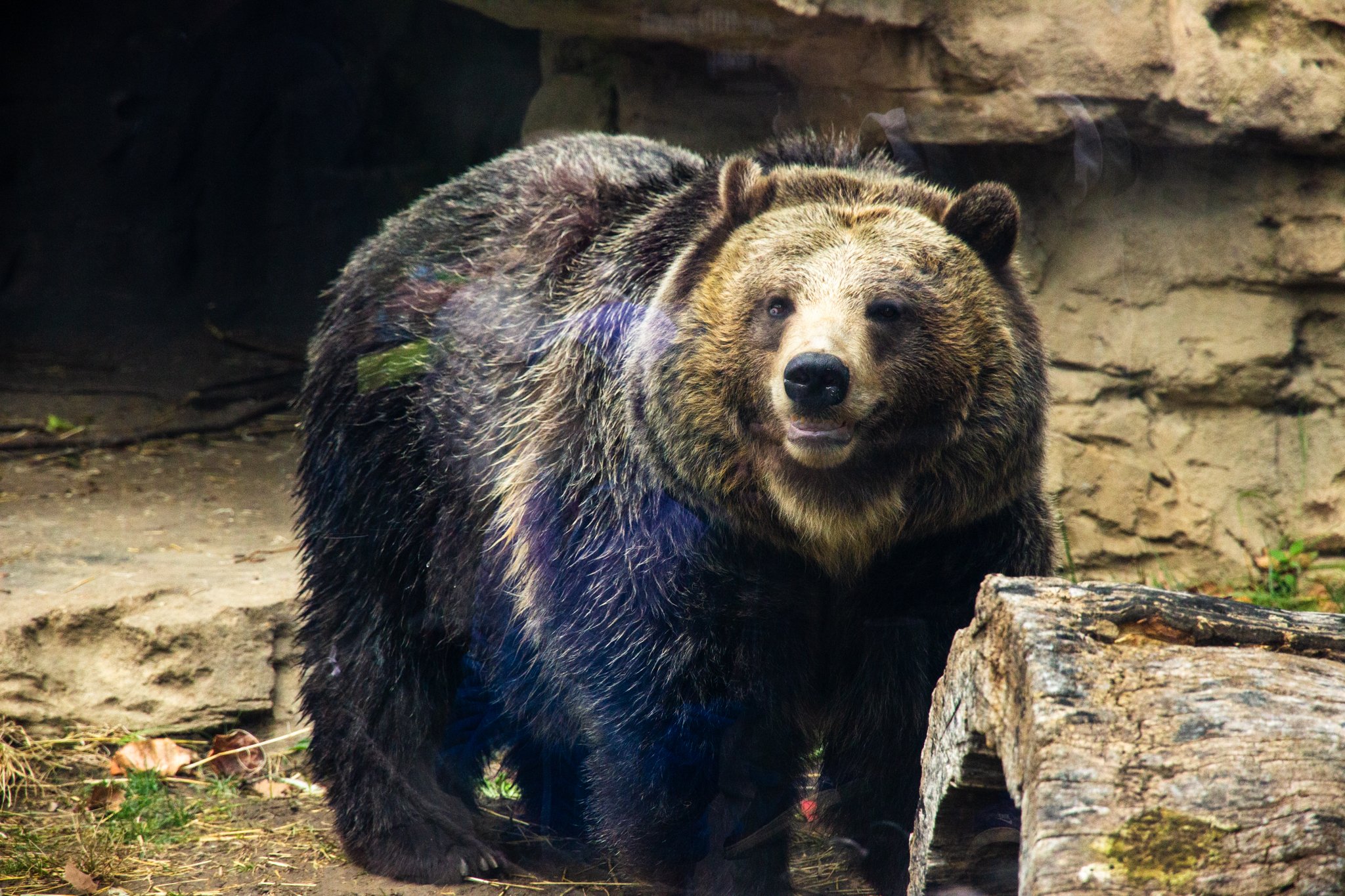 Sunday at the Zoo — Tanner Richard Craft