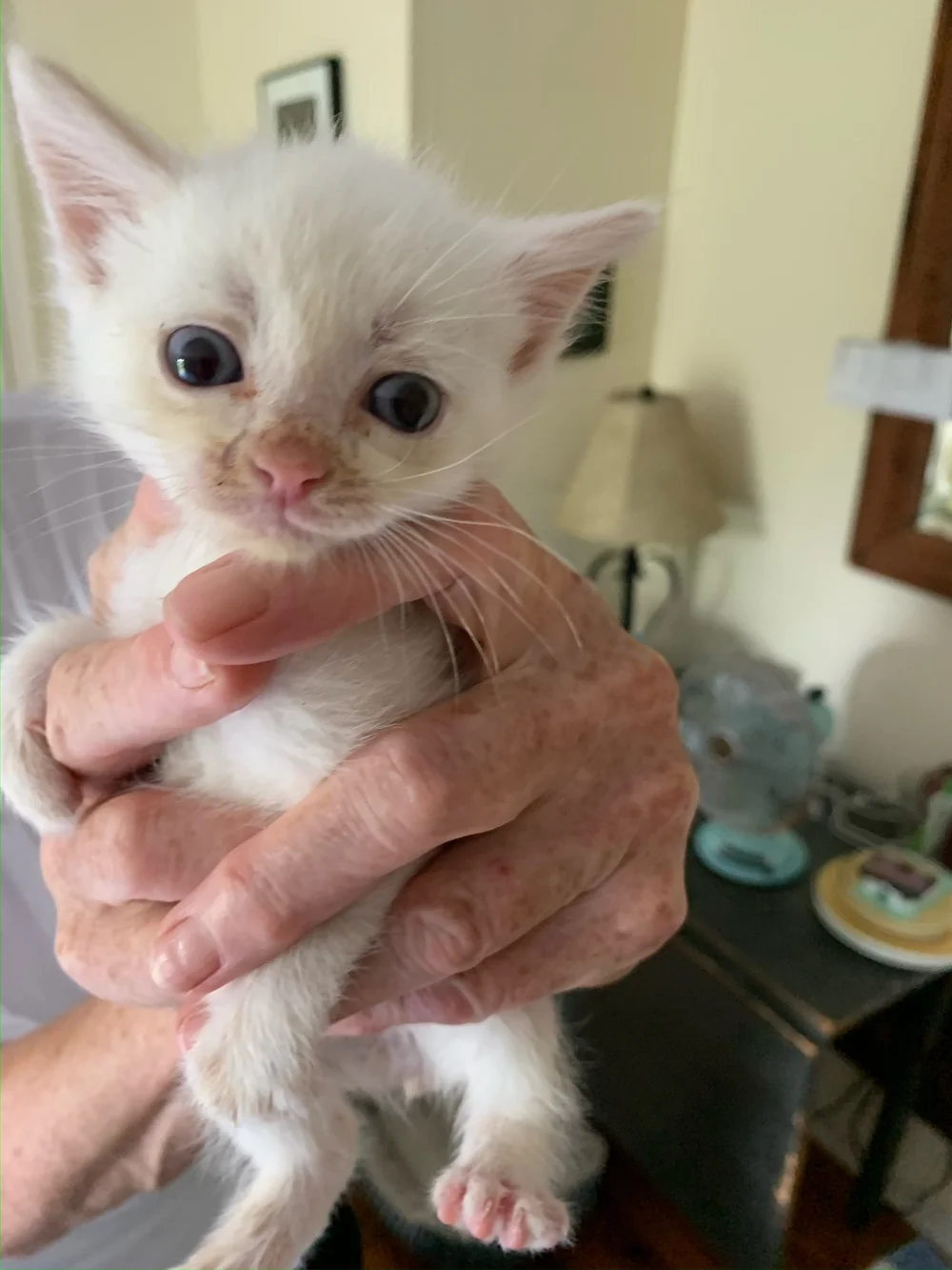 Community Cat Alliance