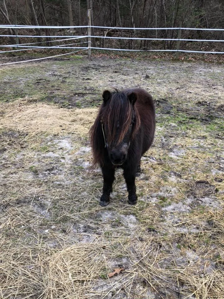 Get Involved — South Jersey Horse Rescue