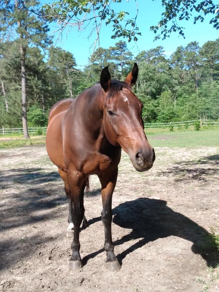 Adopt a Horse, Pony, or Mini — South Jersey Horse Rescue