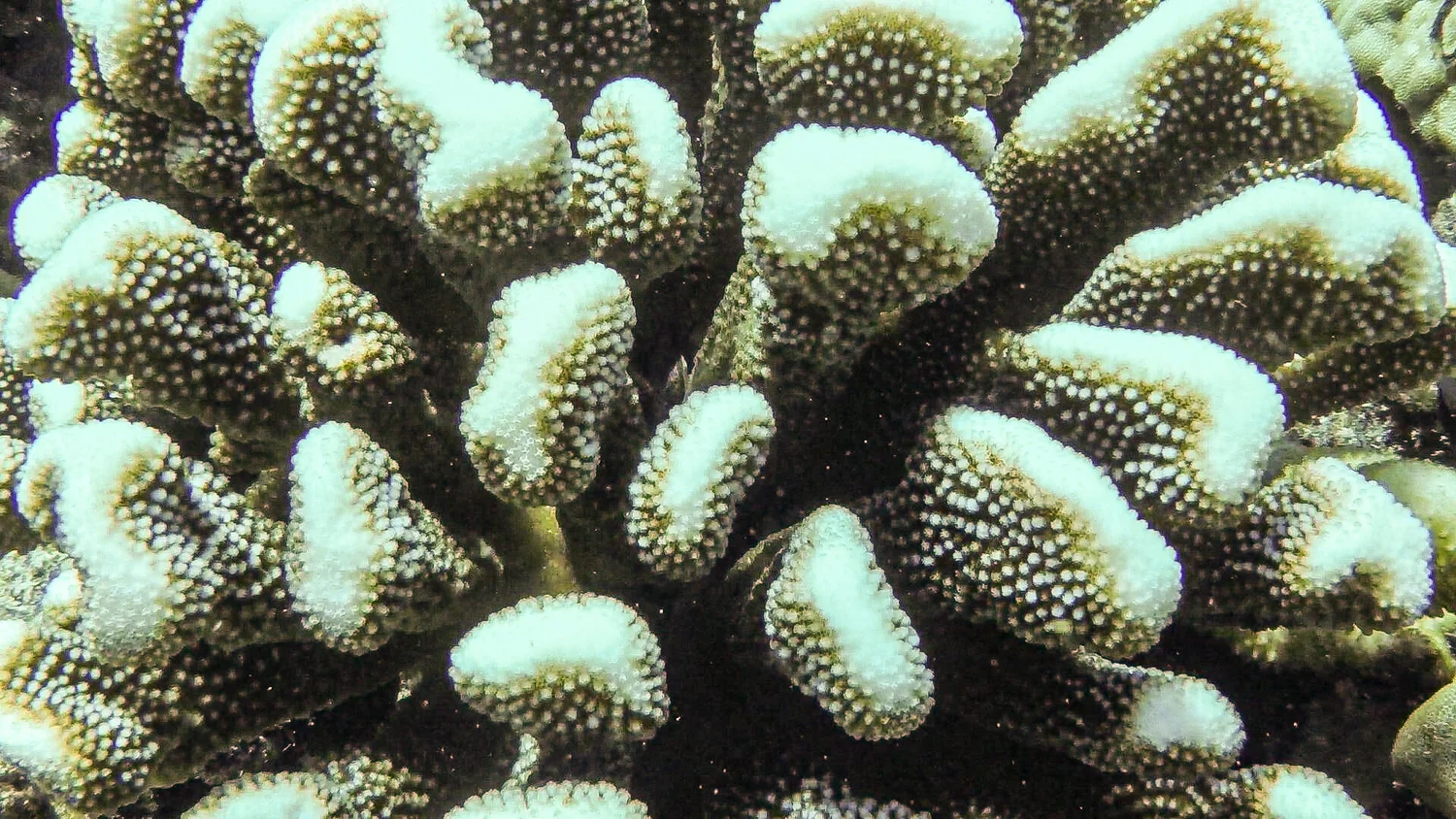 Clubbed Finger Coral