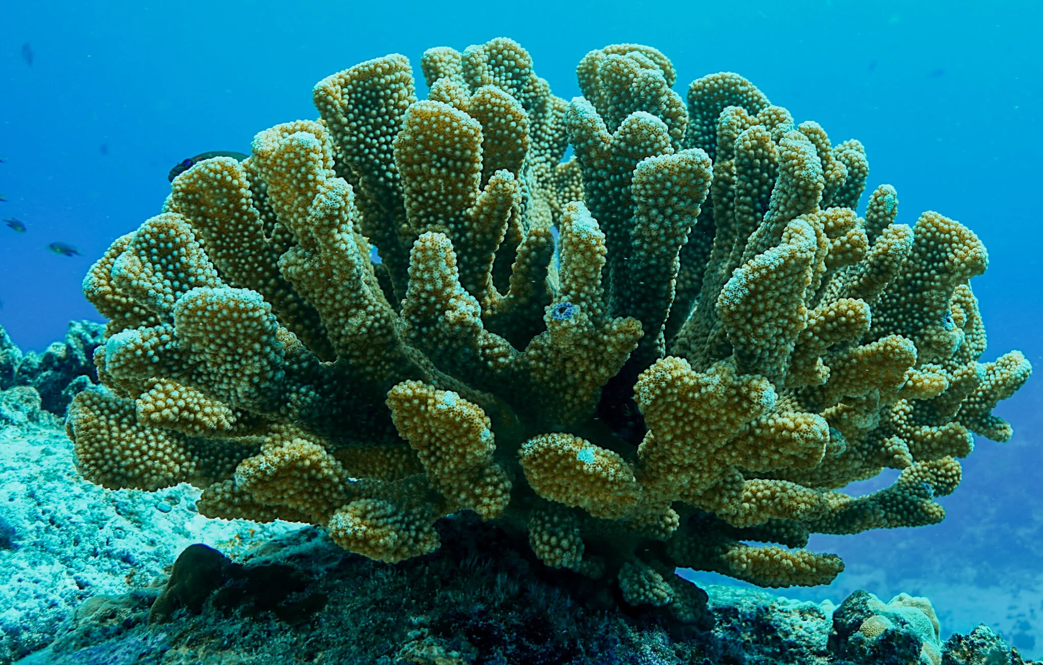 Coral Reef Education Institute