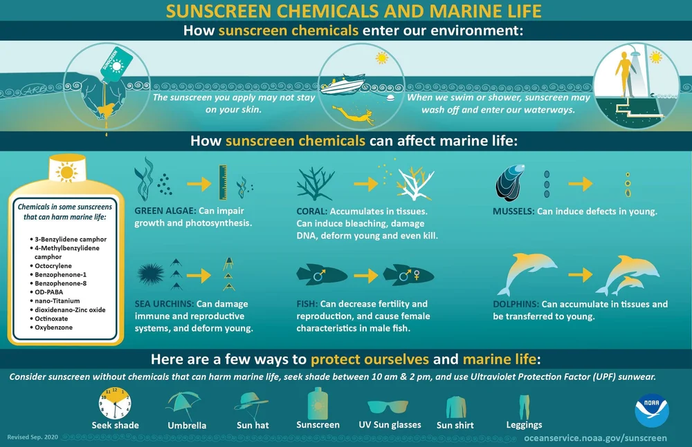 Sunscreen — Coral Reef Education Institute