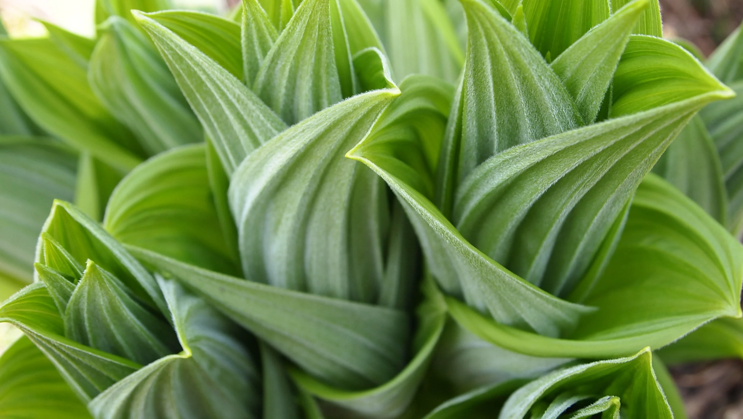 Contact — Chartreuse Landscaping