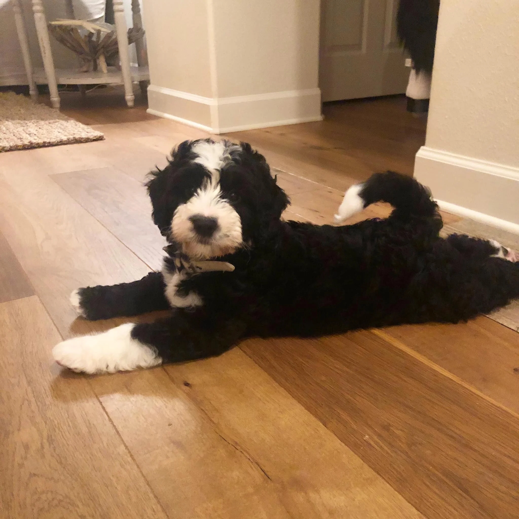 Available Sheepadoodles & Bernedoodles