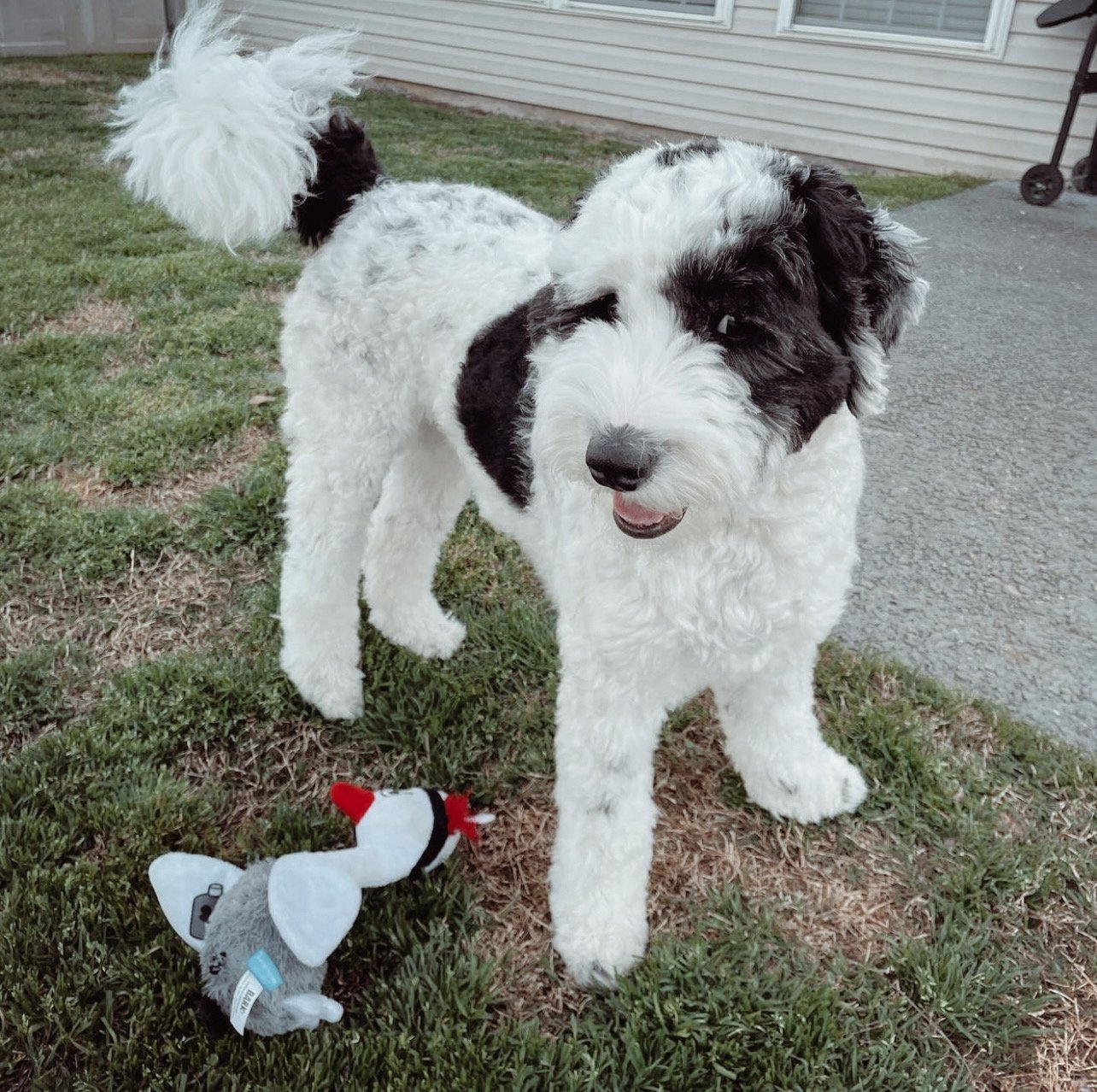 Available Sheepadoodles & Bernedoodles