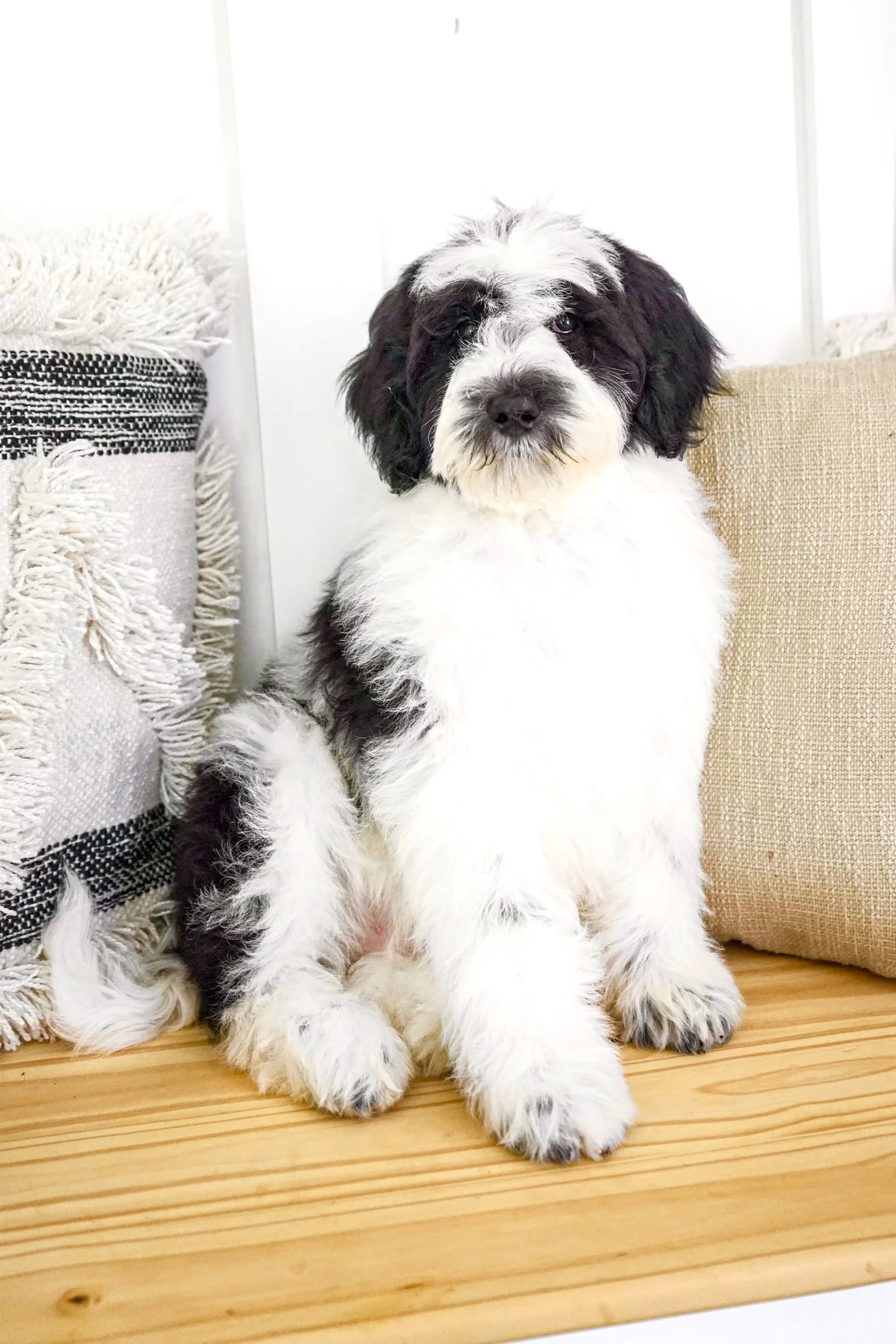 Available Sheepadoodles & Bernedoodles