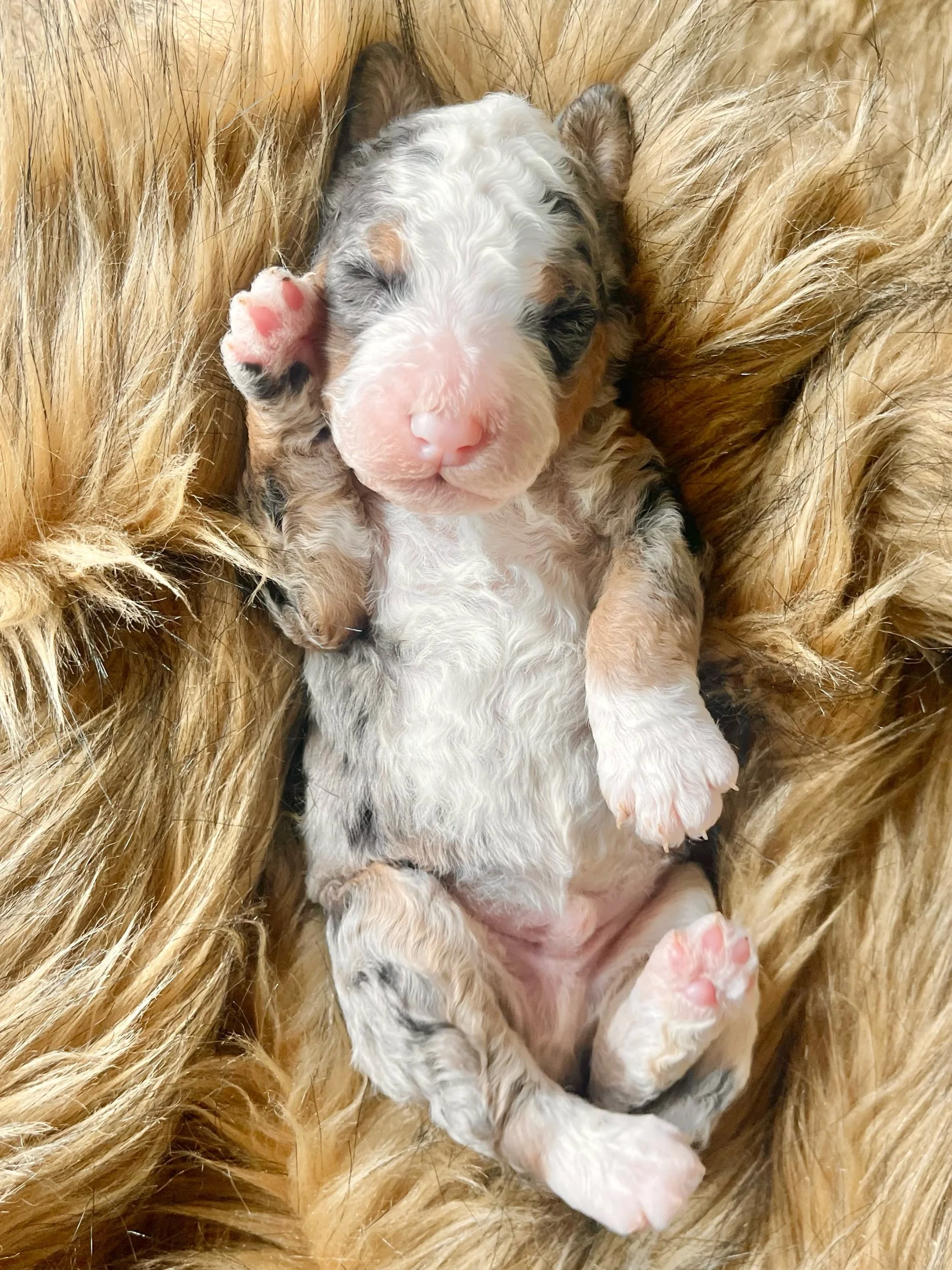 Available Sheepadoodles & Bernedoodles
