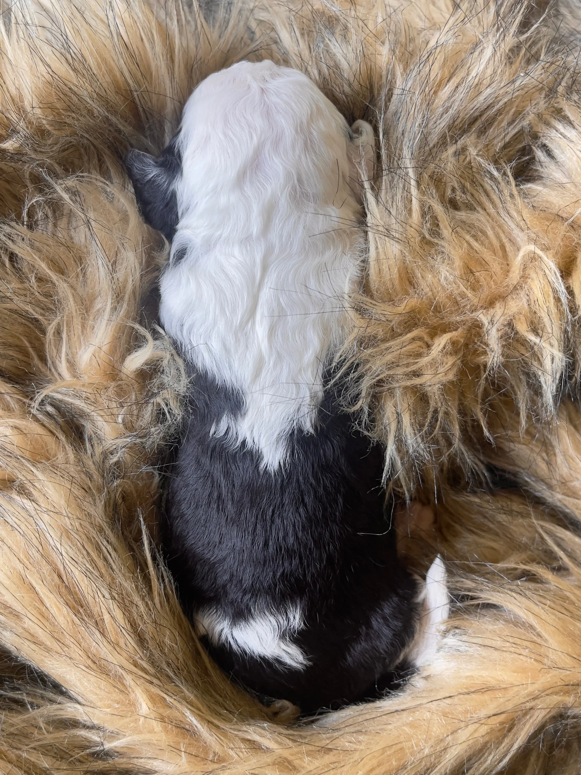 Available Sheepadoodles & Bernedoodles