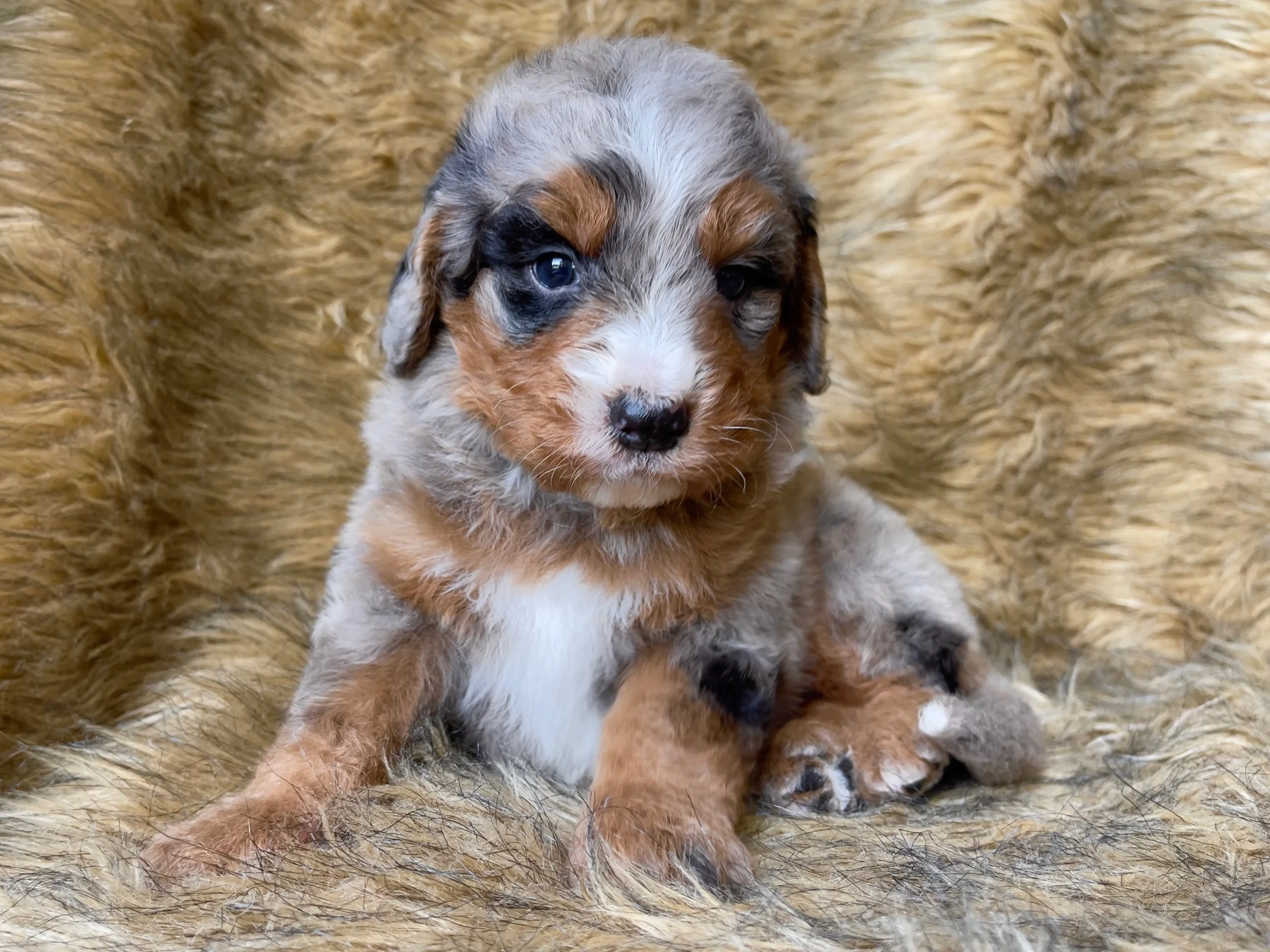 Available Sheepadoodles & Bernedoodles