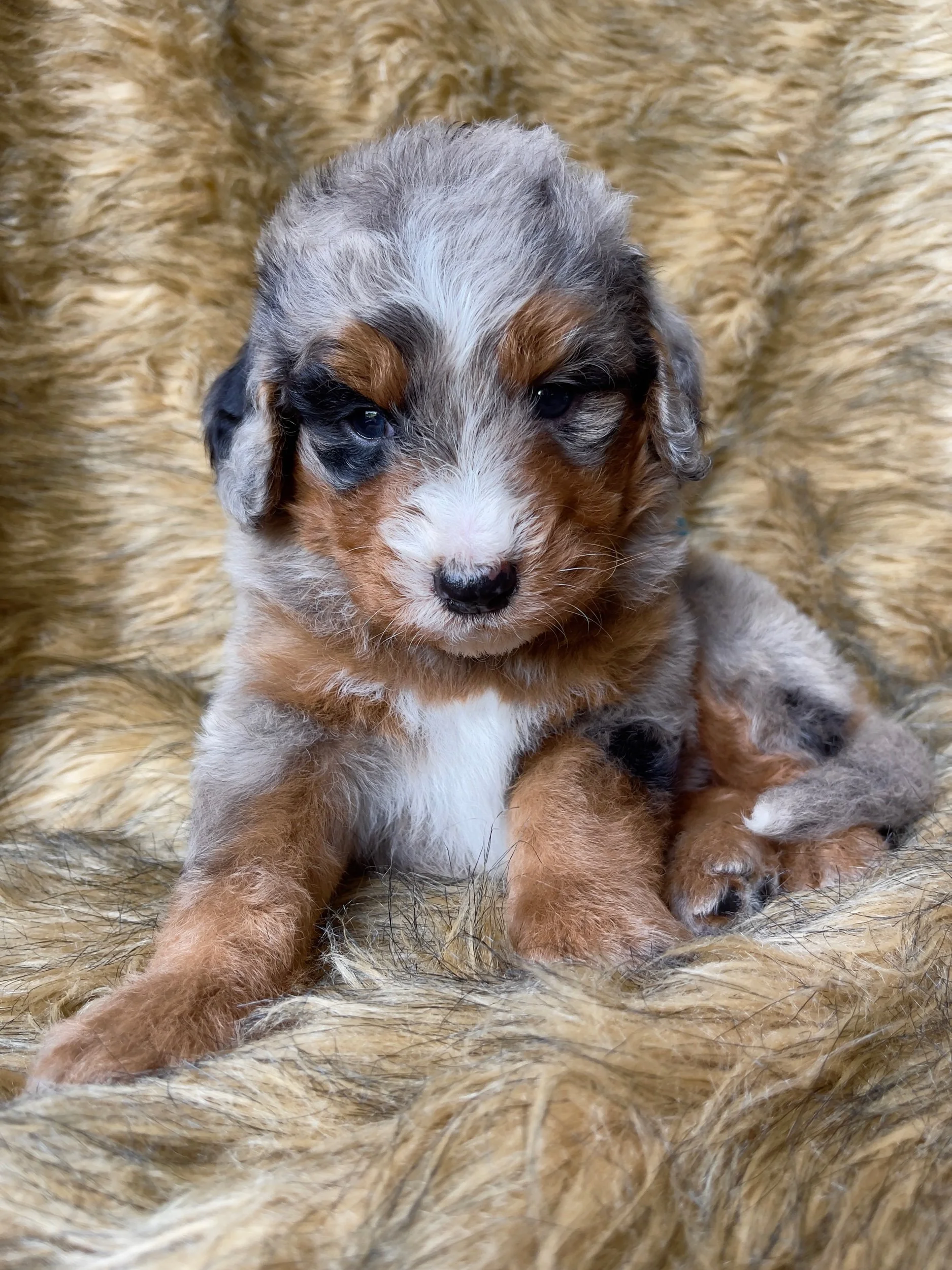 Available Sheepadoodles & Bernedoodles