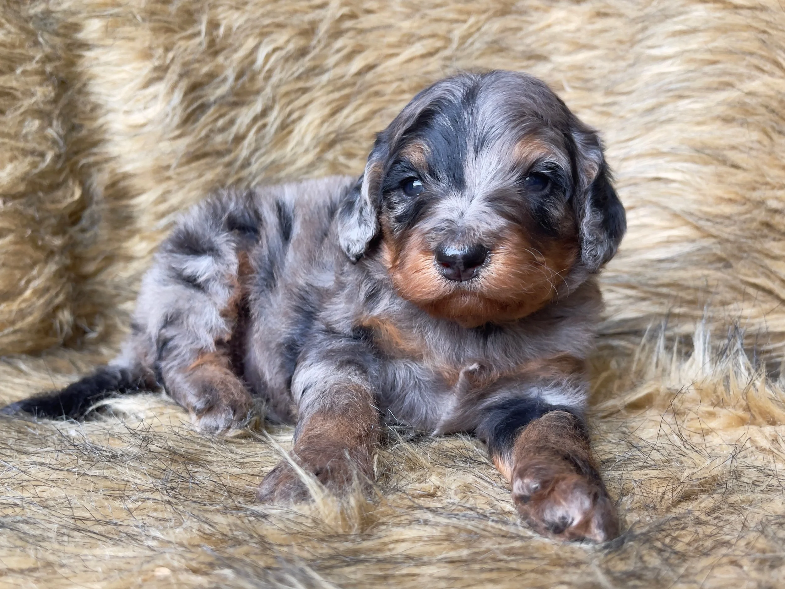 Available Sheepadoodles & Bernedoodles