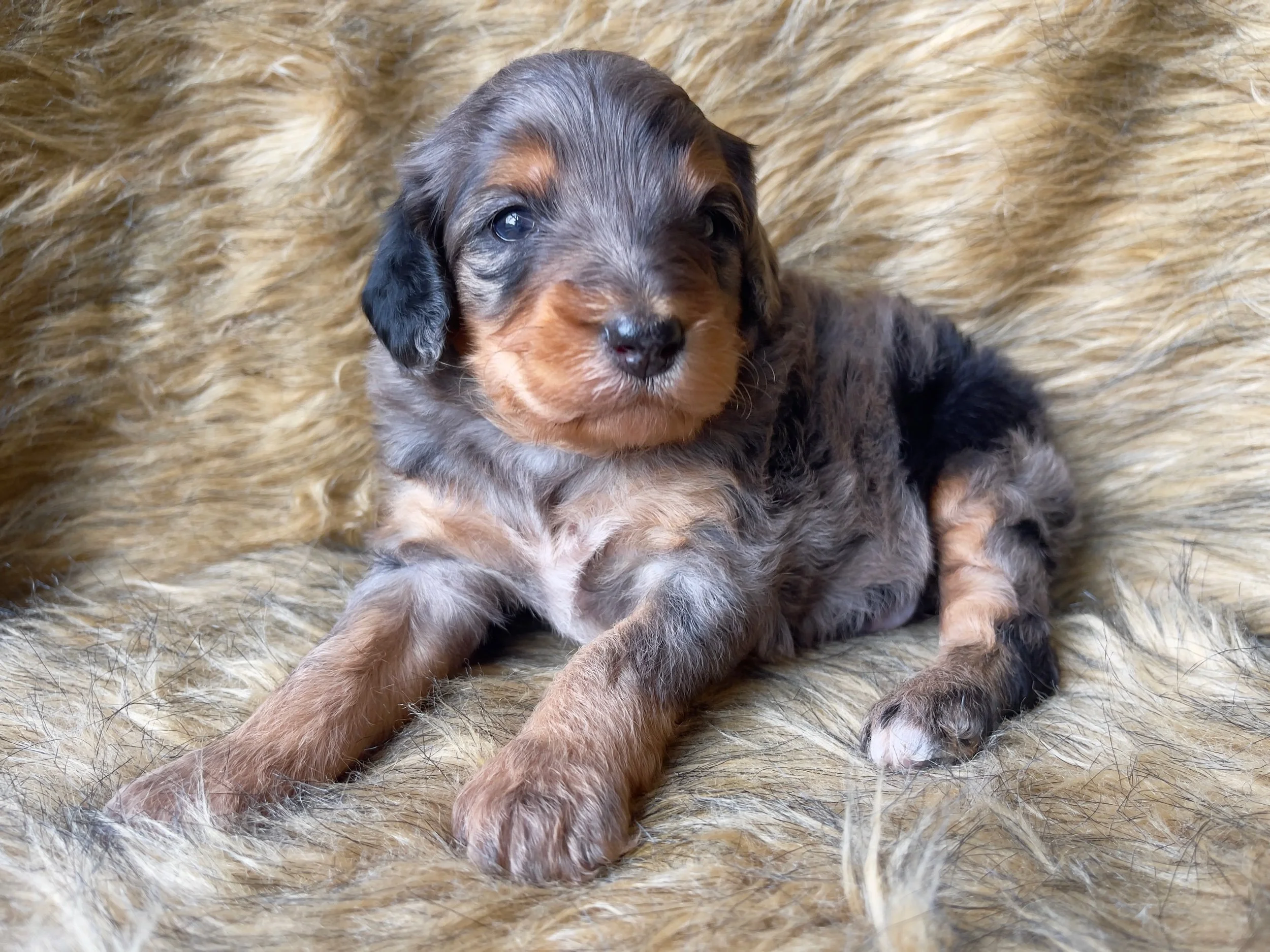 Available Sheepadoodles & Bernedoodles