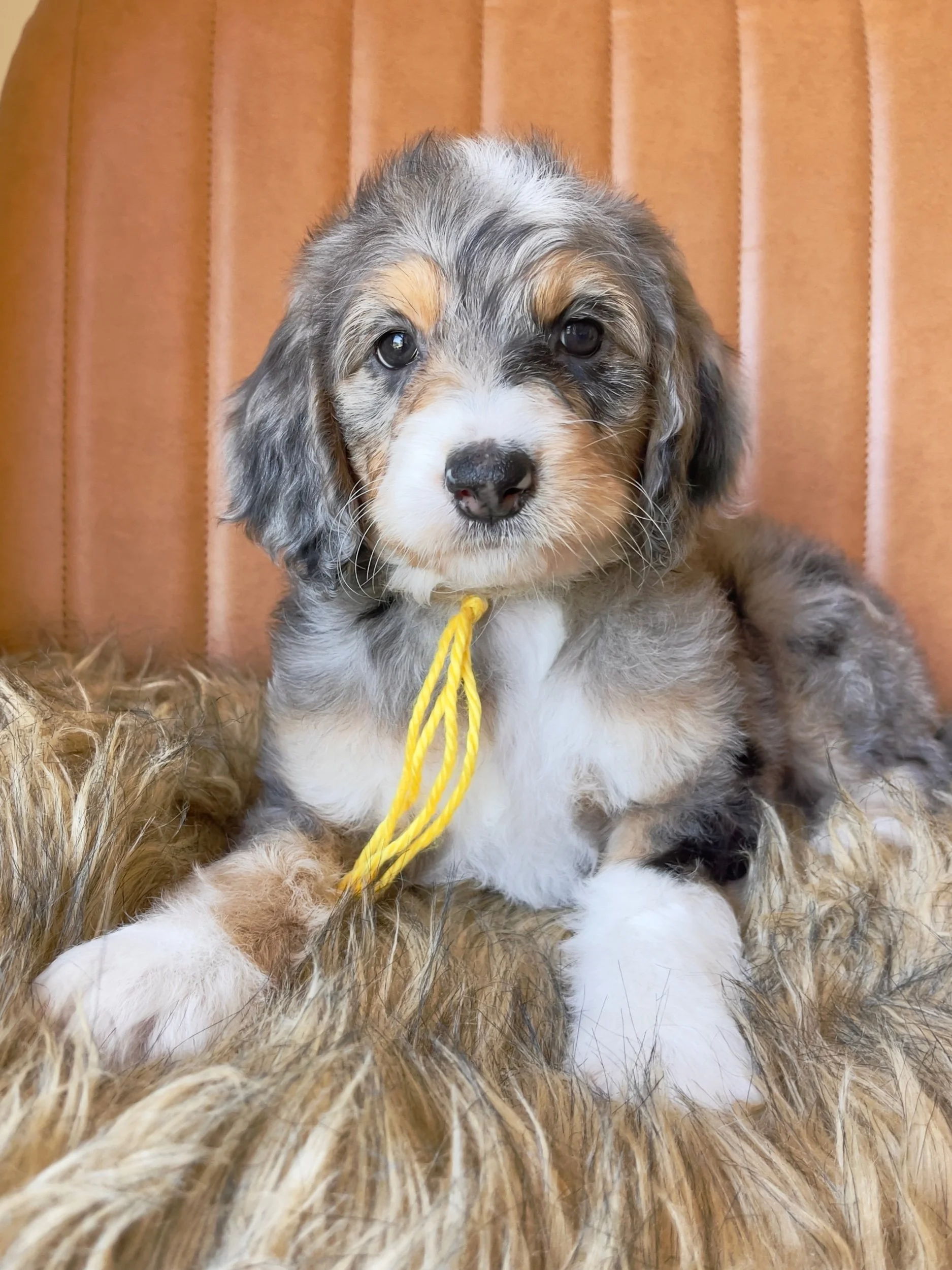 Available Sheepadoodles & Bernedoodles