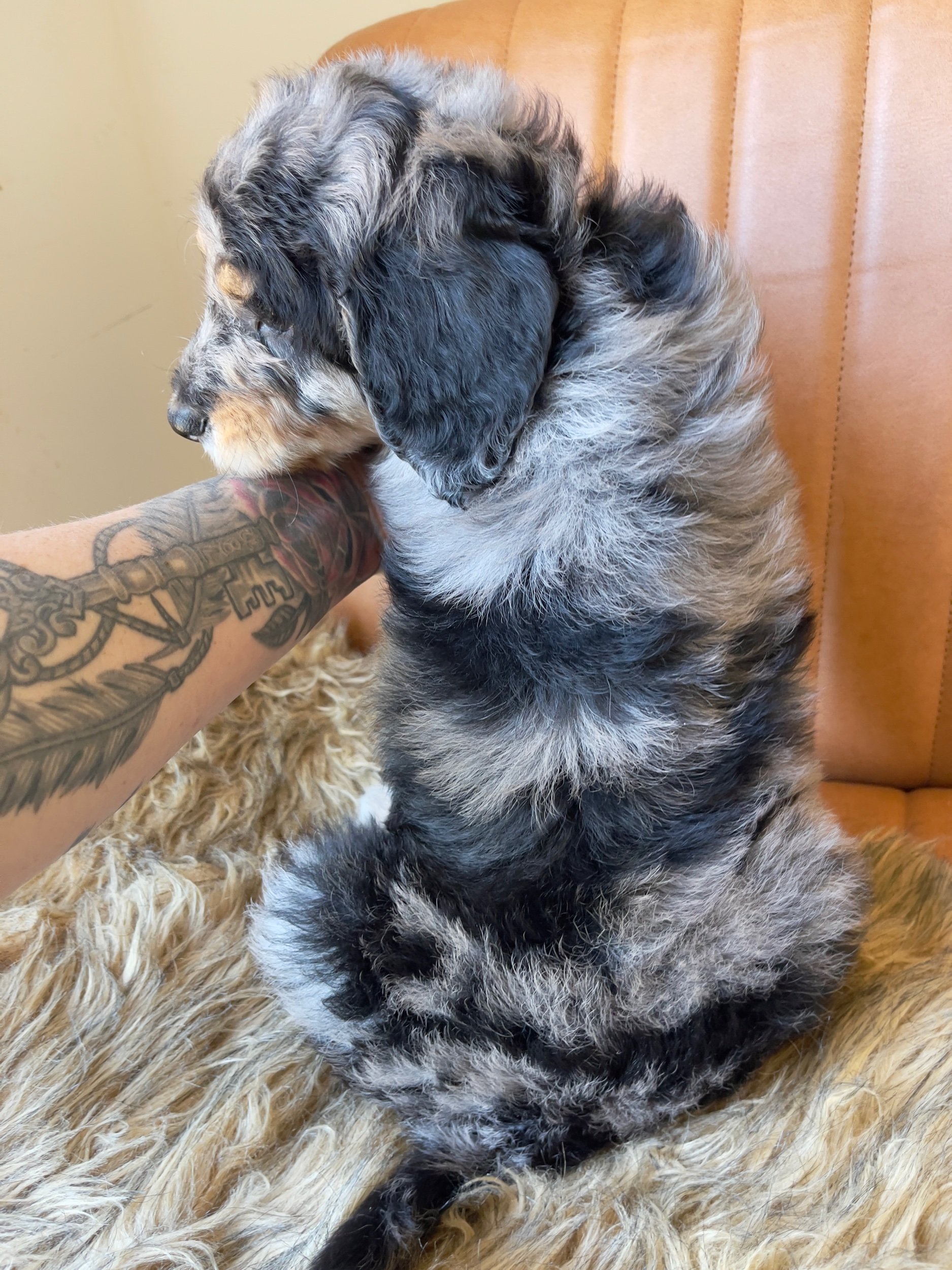 Available Sheepadoodles & Bernedoodles