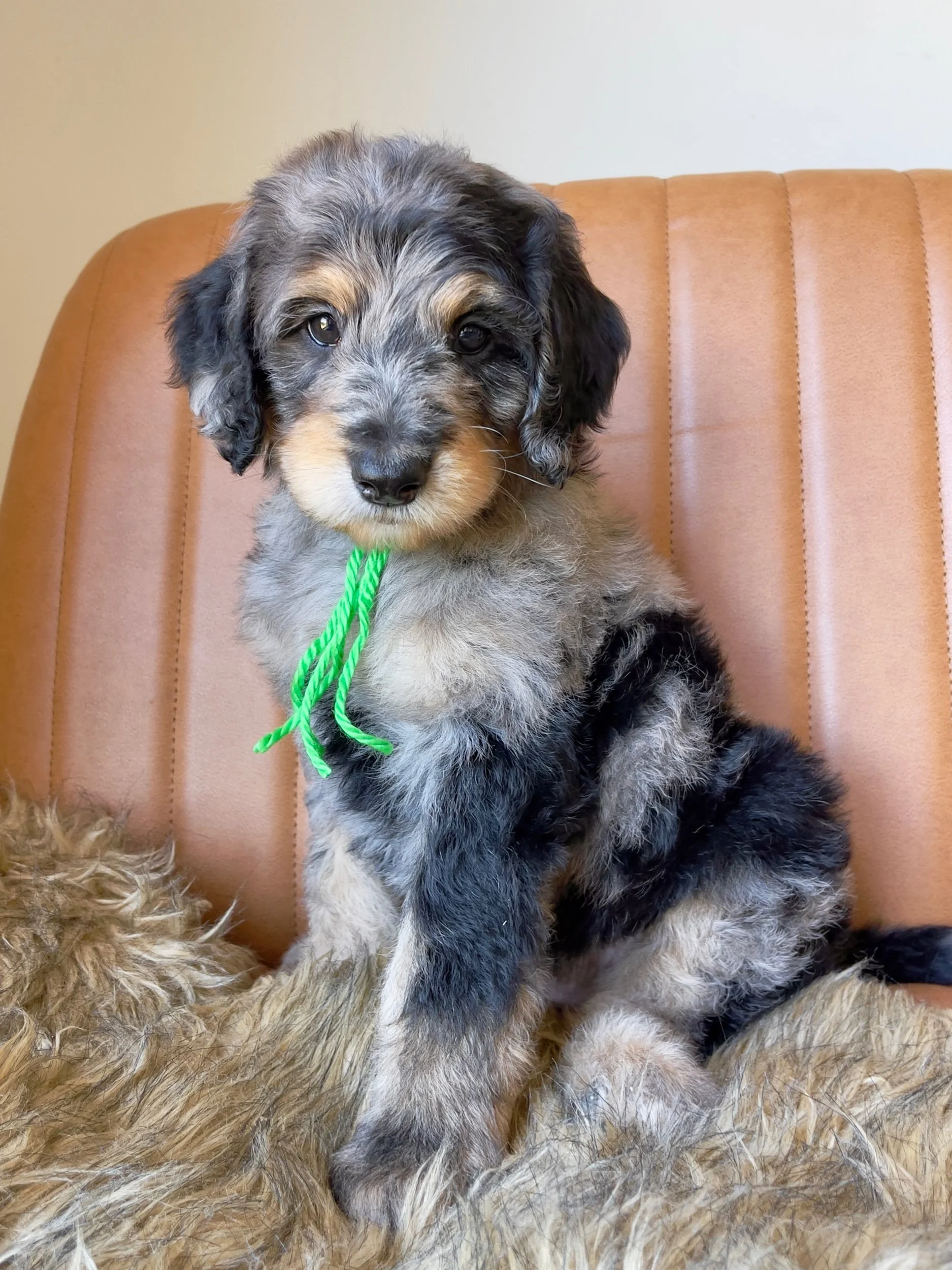 Available Sheepadoodles & Bernedoodles