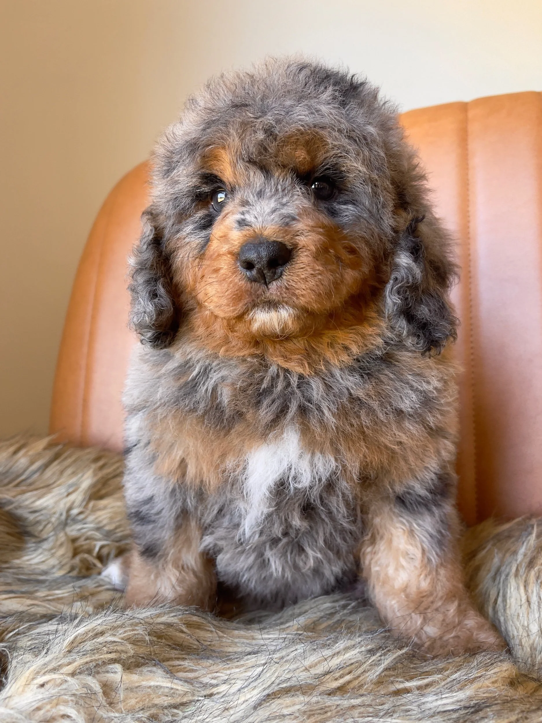 Available Sheepadoodles & Bernedoodles