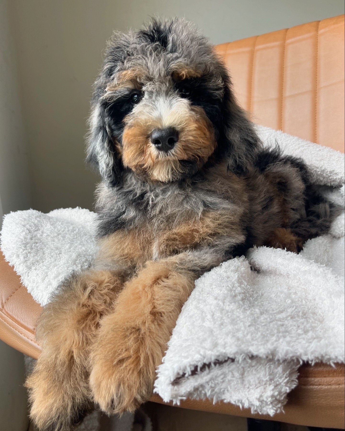 Available Sheepadoodles & Bernedoodles