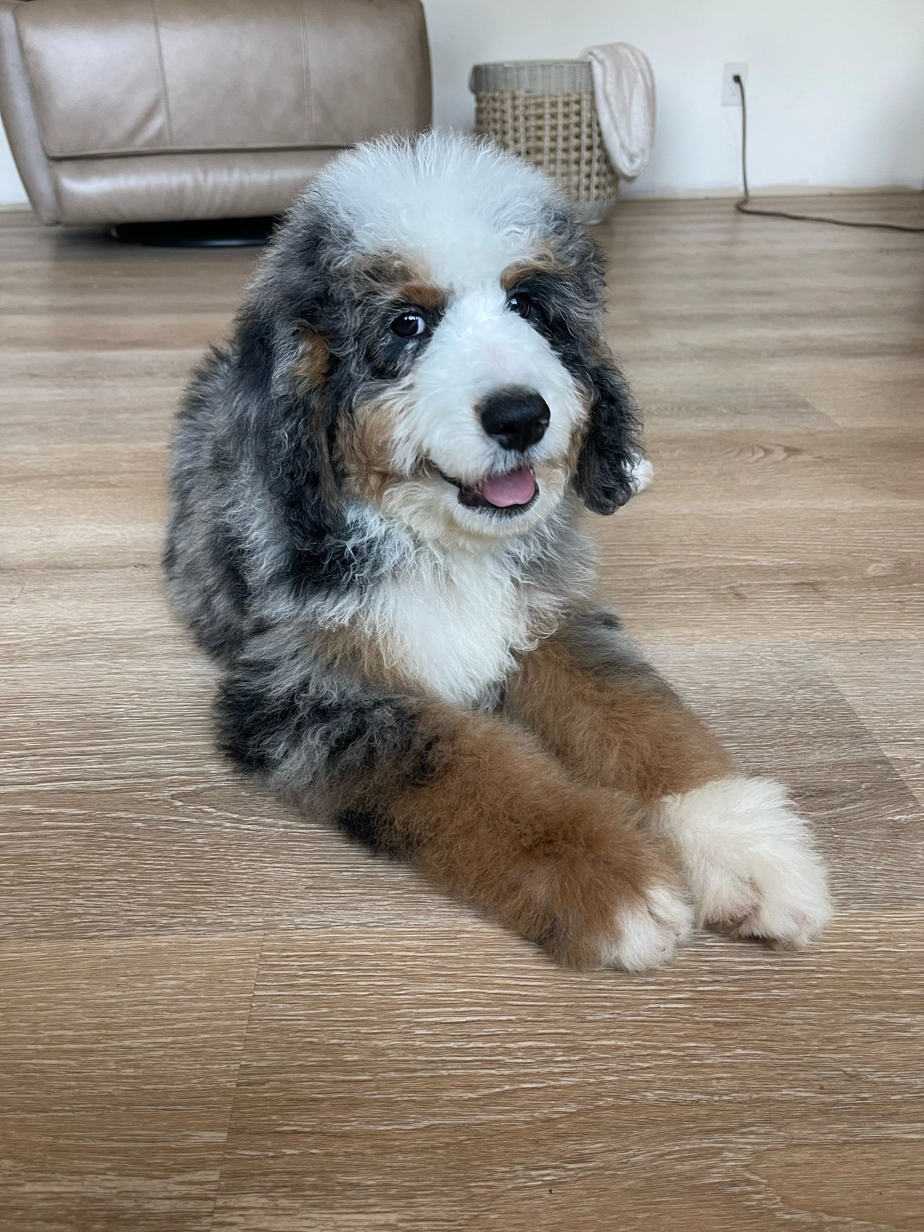 Available Sheepadoodles & Bernedoodles