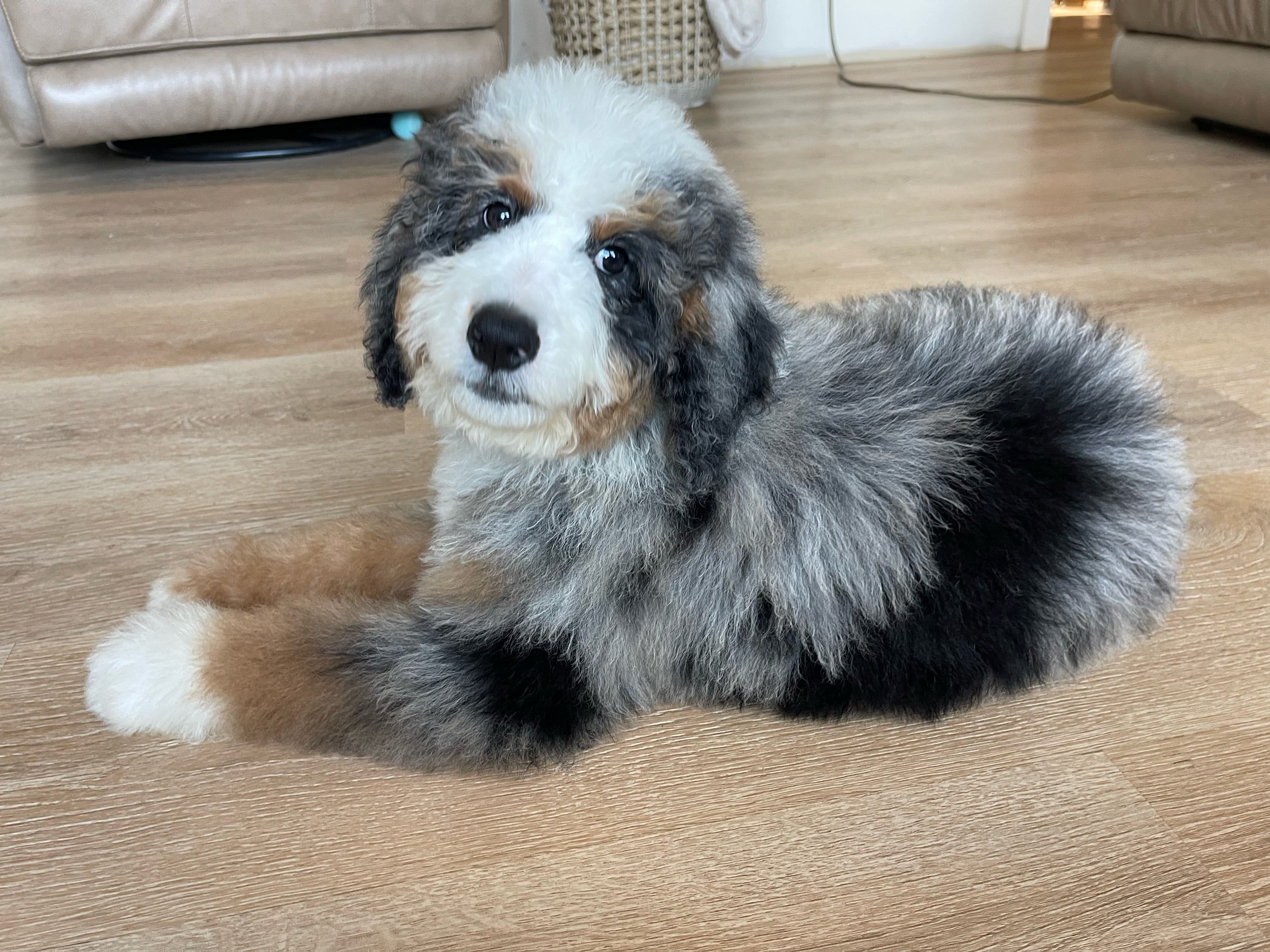 Available Sheepadoodles & Bernedoodles