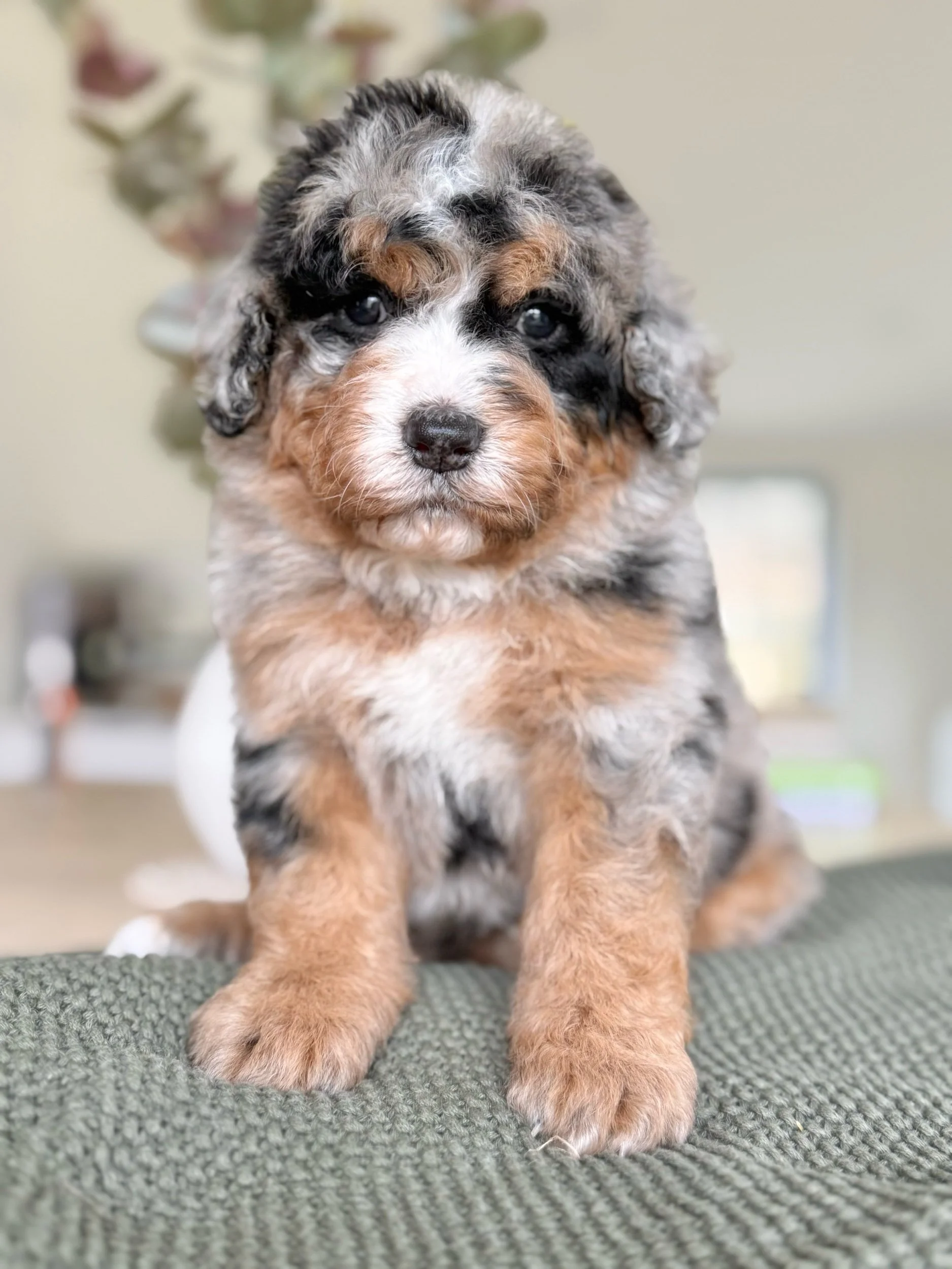 Available Sheepadoodles & Bernedoodles