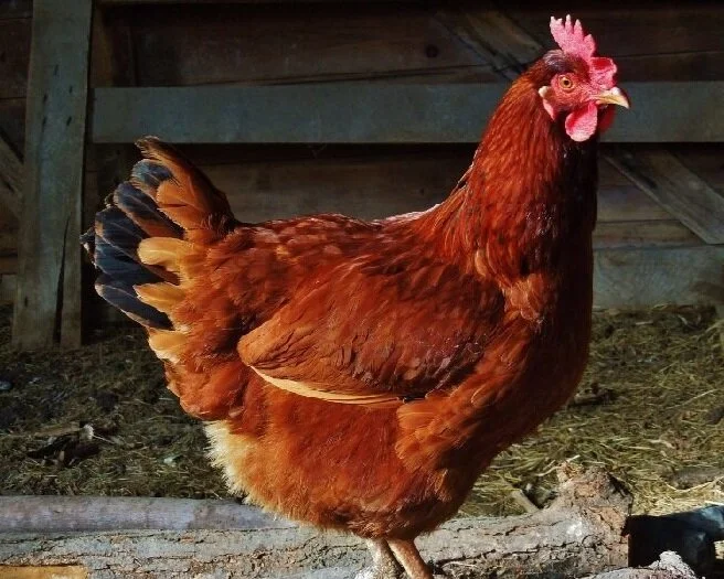 Chicks — Grogan's Farm & Ranch