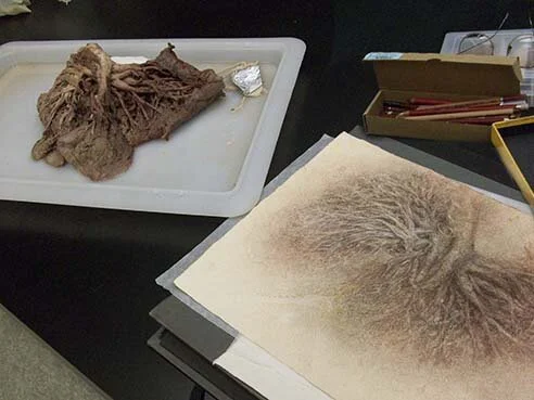 Drawing anatomy — Laura Ferguson
