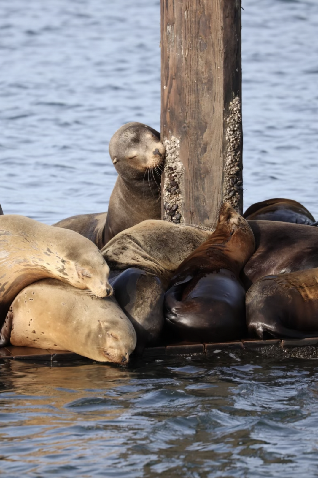 Morro Bay Whale Watching, Sub Sea Tours & Kayaks